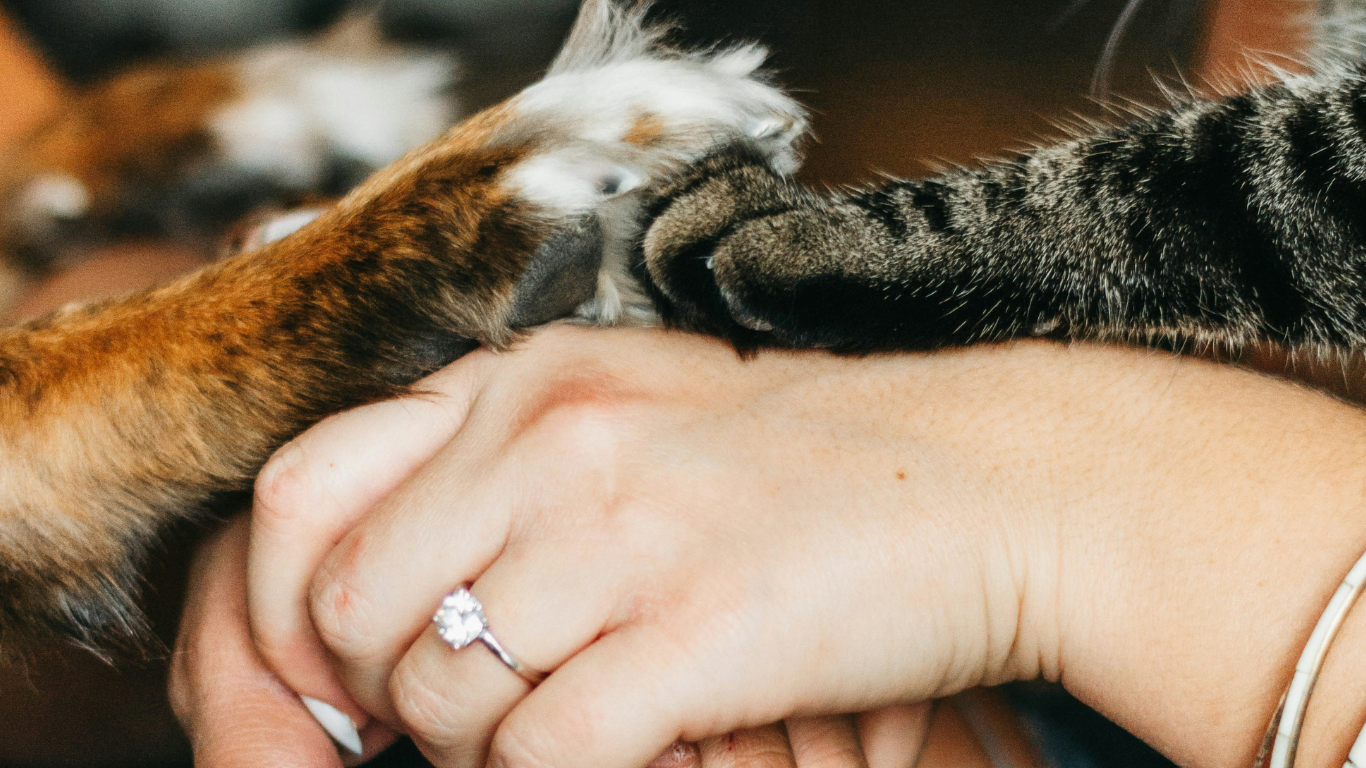10 Tips | Pet Loss | Grieving Your Care Giving Role — Forever In My ...