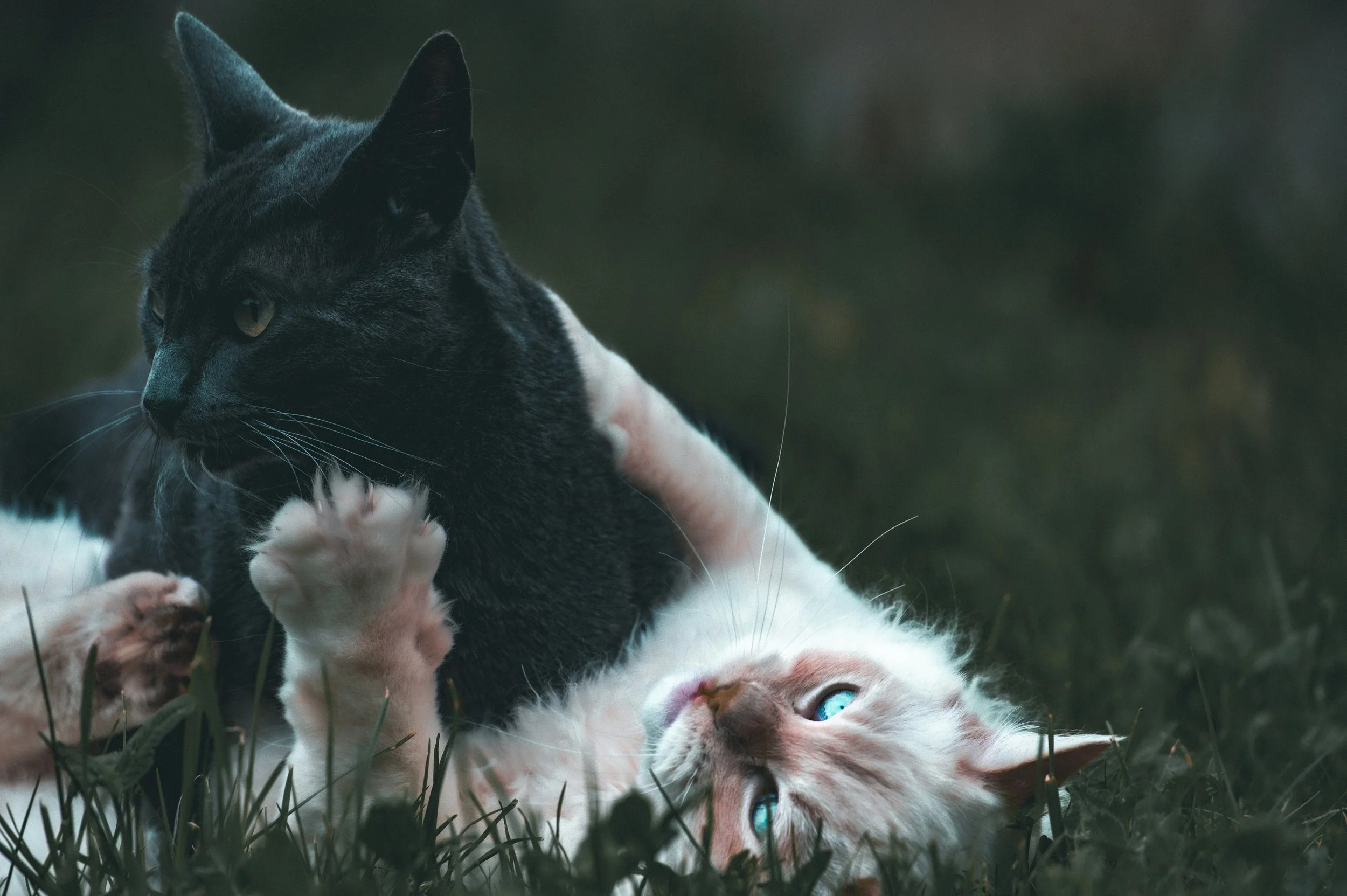 Pet Loss Grief Doesn’t Shrink: How Life Grows Around Love After Losing ...
