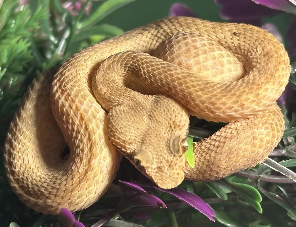 Peter Rice Reptiles