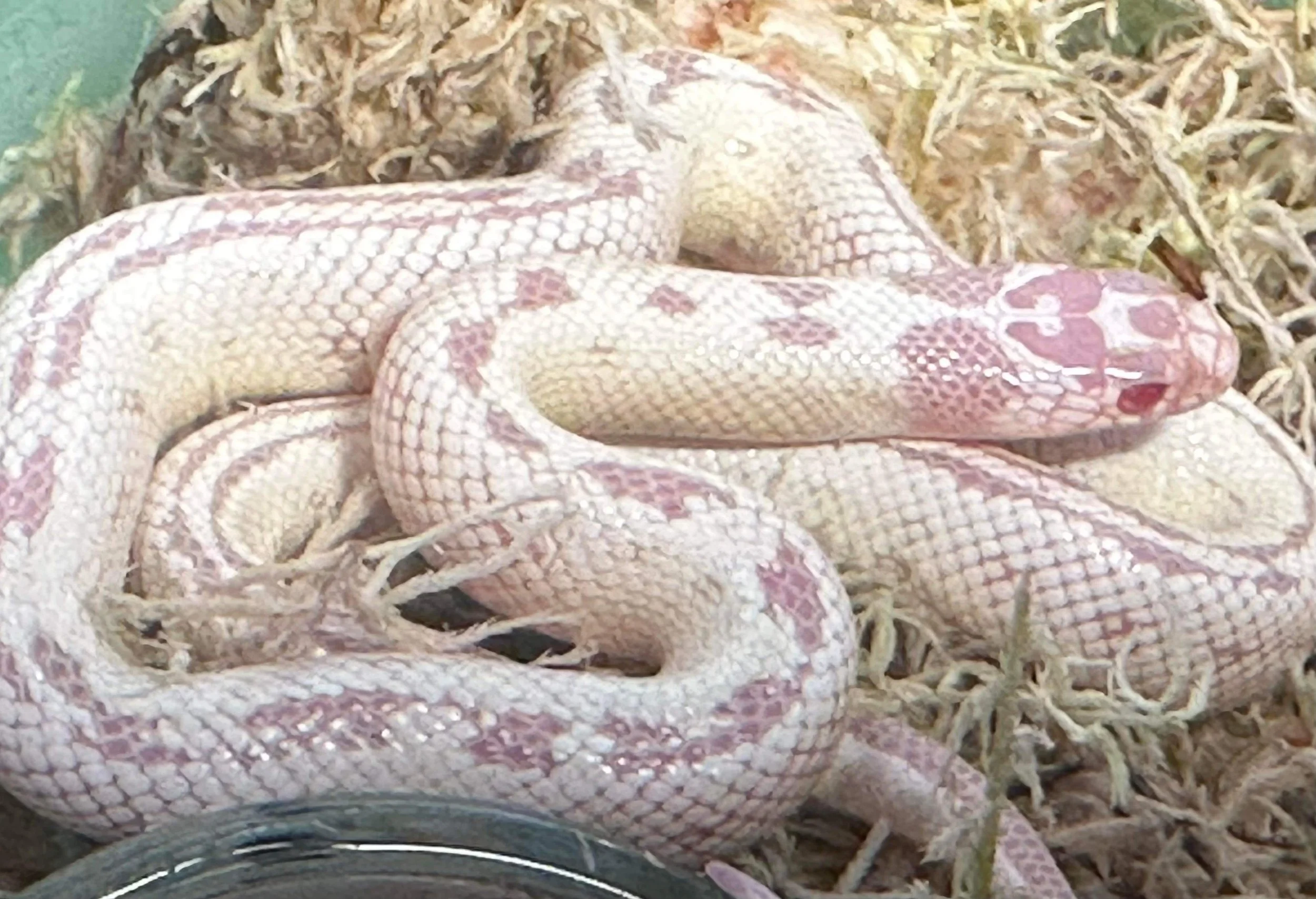 Contact 3 — Peter Rice Reptiles