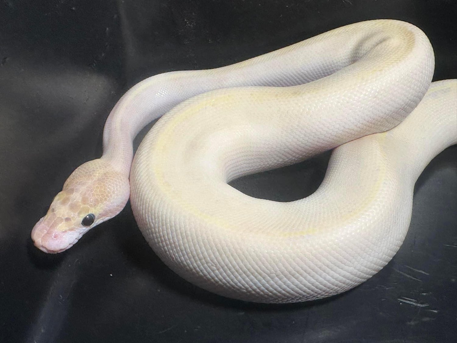 Peter Rice Reptiles