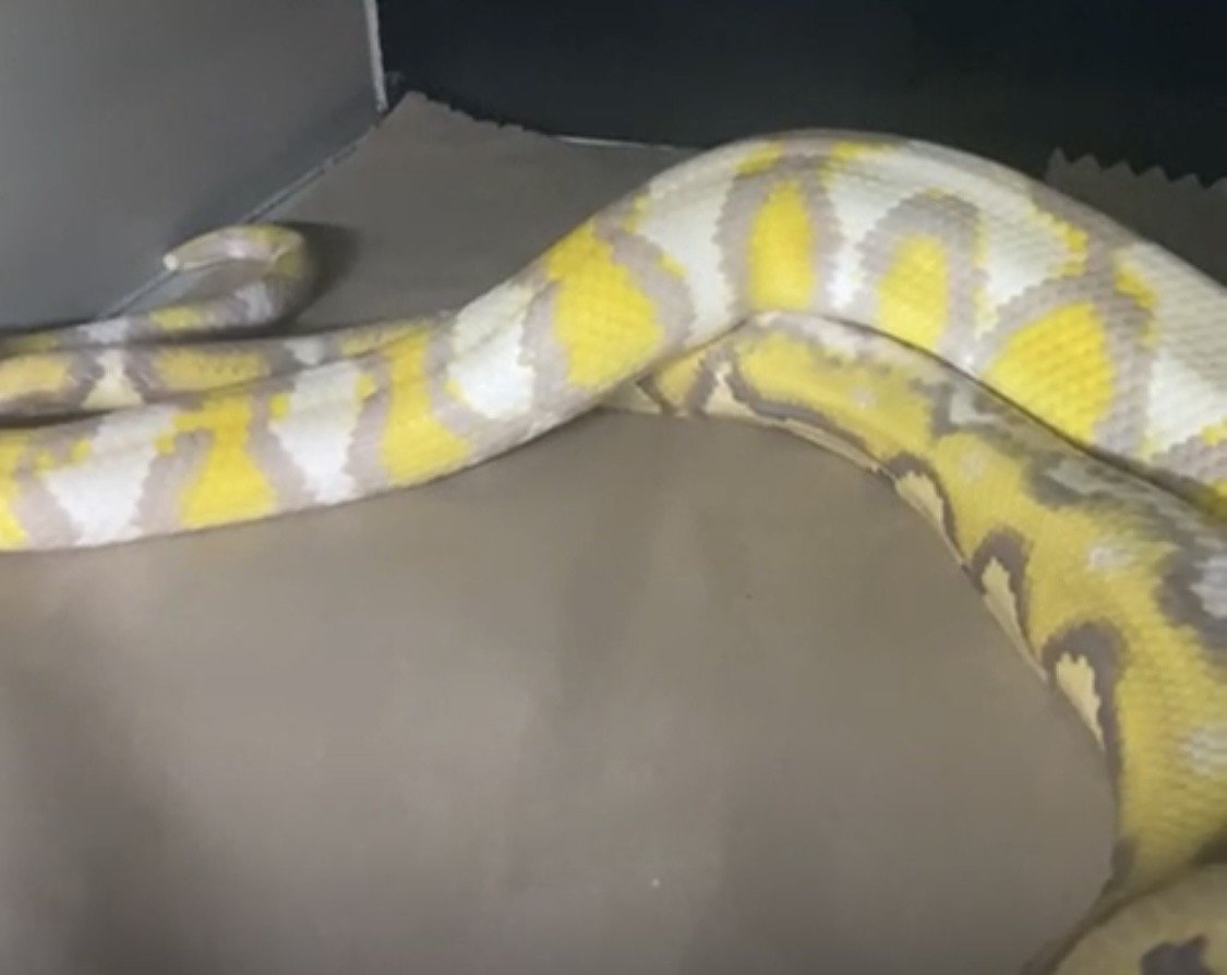 Peter Rice Reptiles