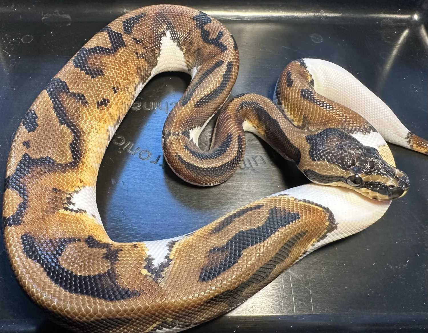 Peter Rice Reptiles