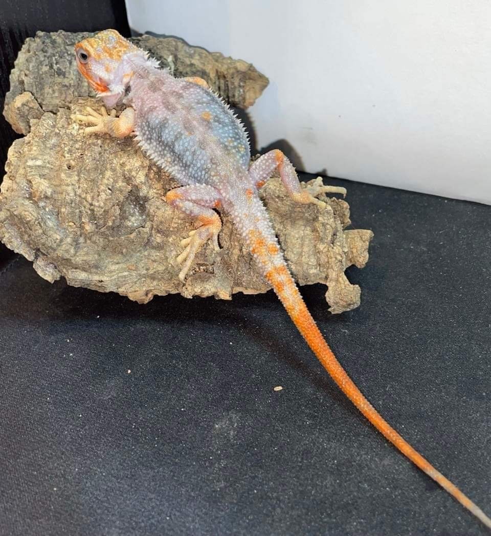 Peter Rice Reptiles