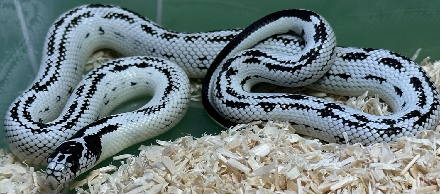 Peter Rice Reptiles