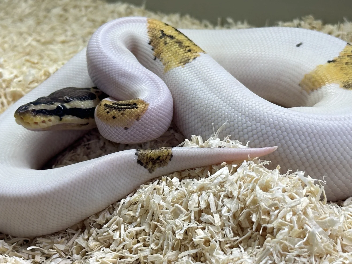 Peter Rice Reptiles