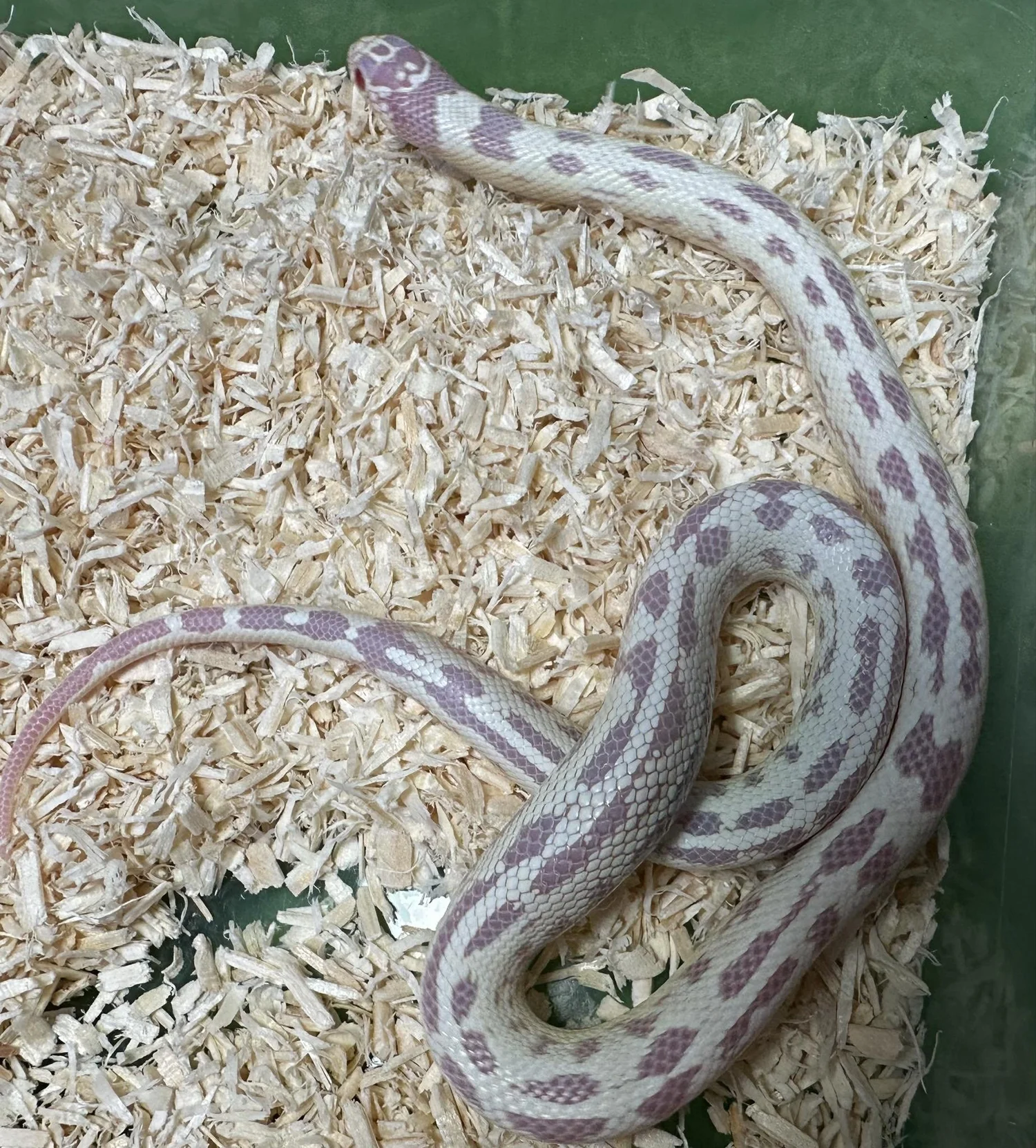Peter Rice Reptiles