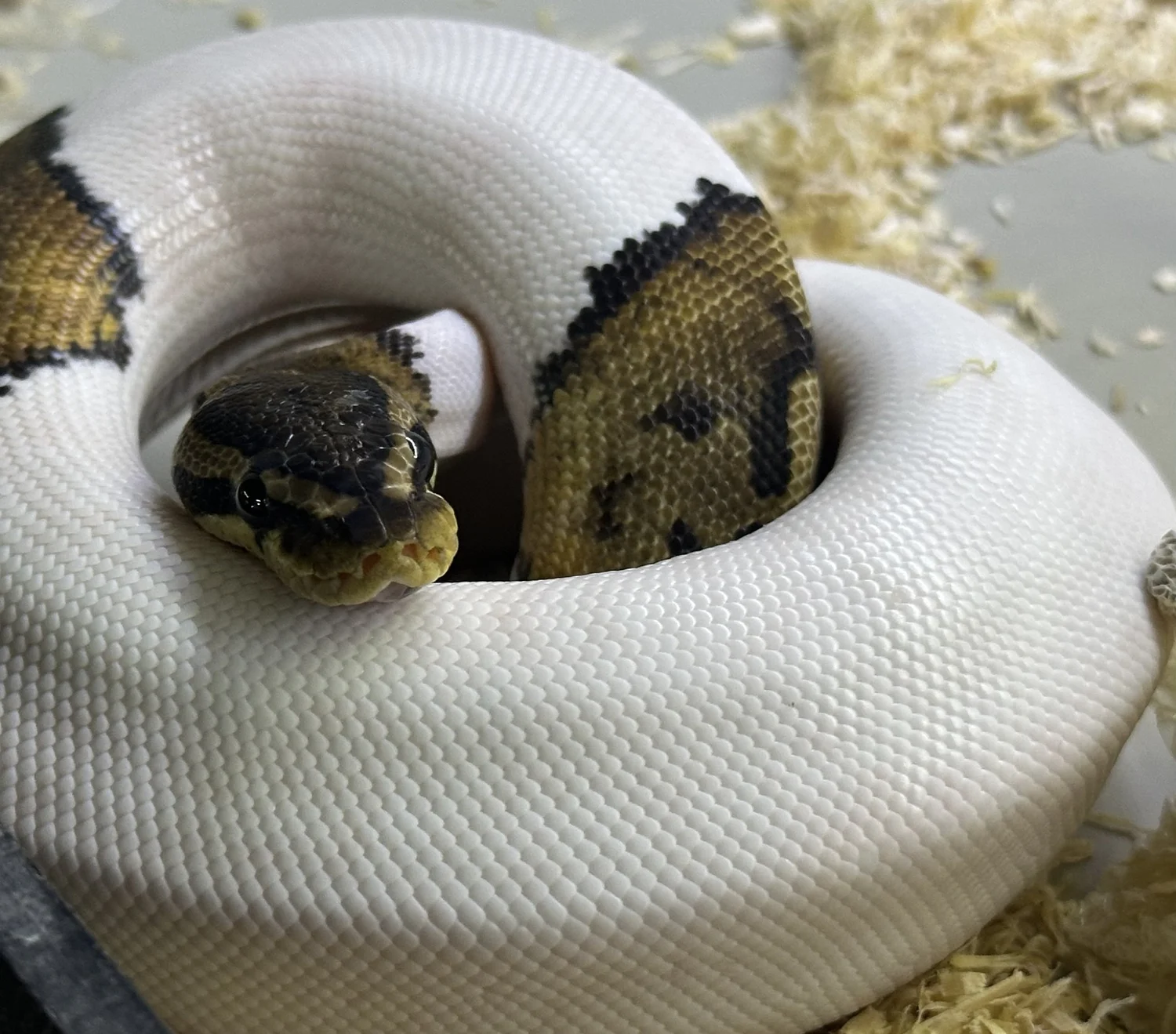 Peter Rice Reptiles