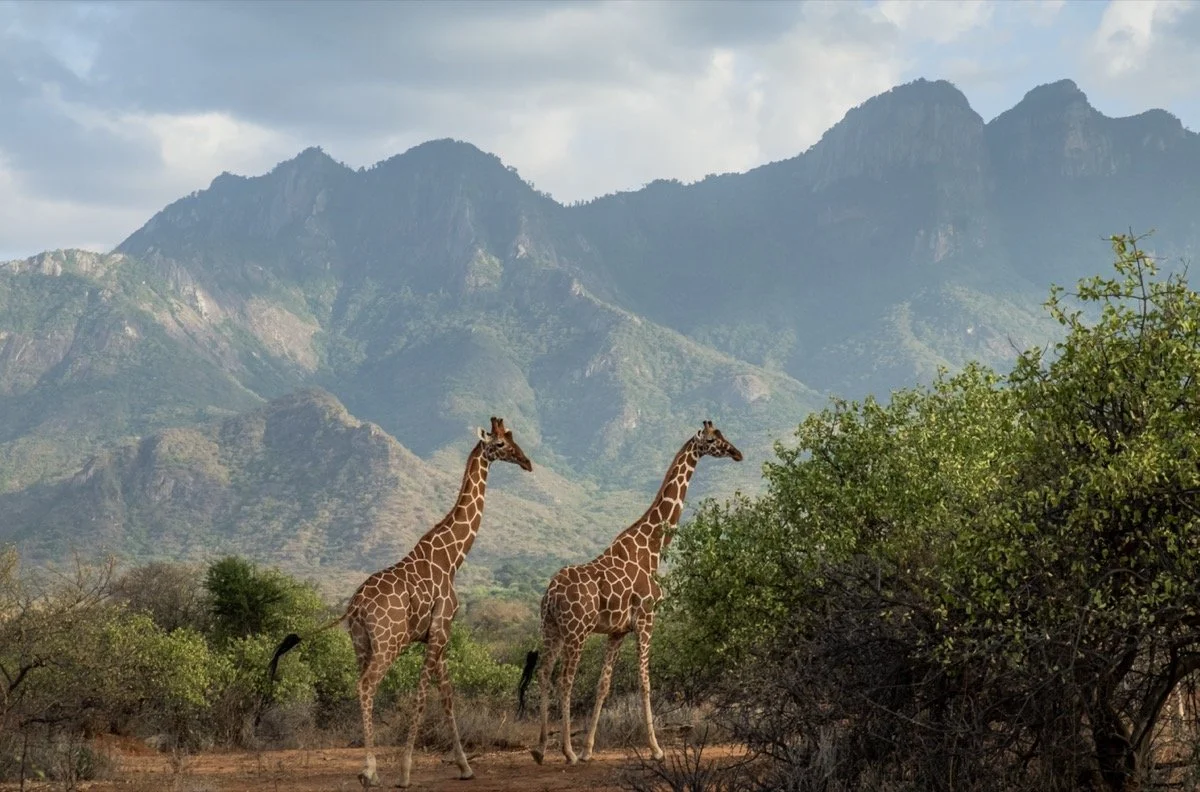 Sarara Treehouses in Kenya — SARARA | Safari Ecolodges & Foundation in ...