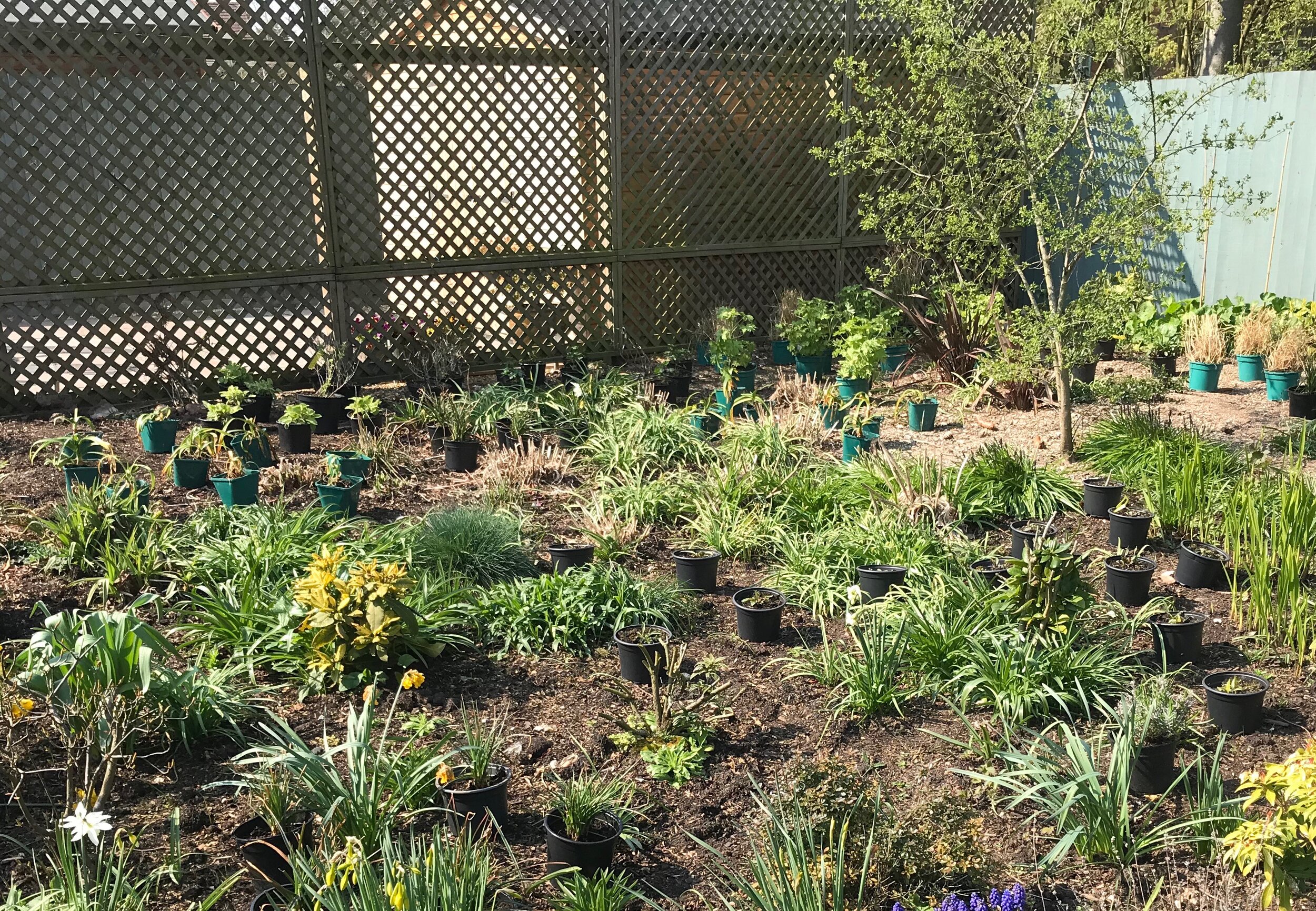 Planting — JANE SCOTT MONCRIEFF