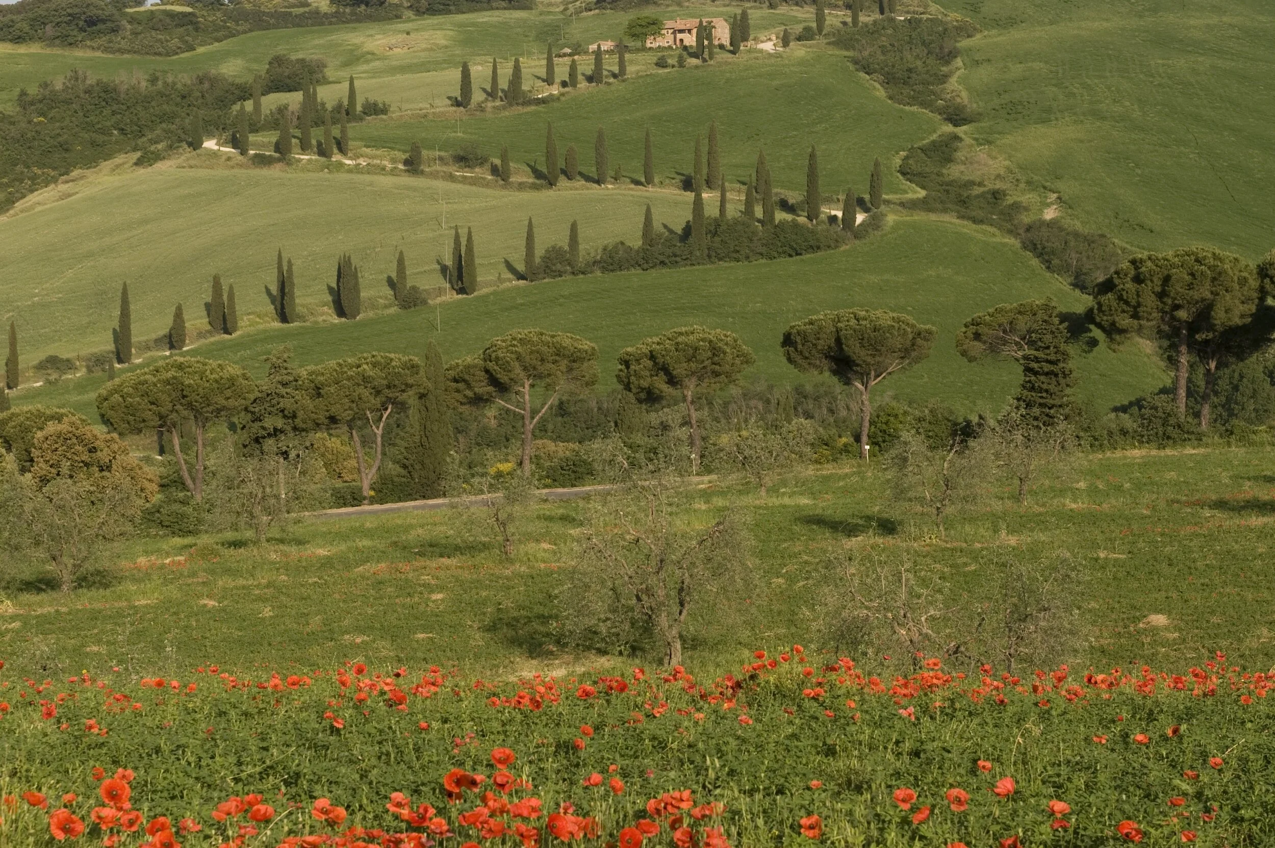 A Local's Guide to Travel in Tuscany — Go Ask A Local