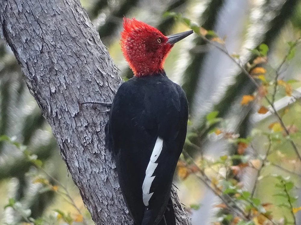 Guide to Conguillío National Park, Chile — Go Ask A Local
