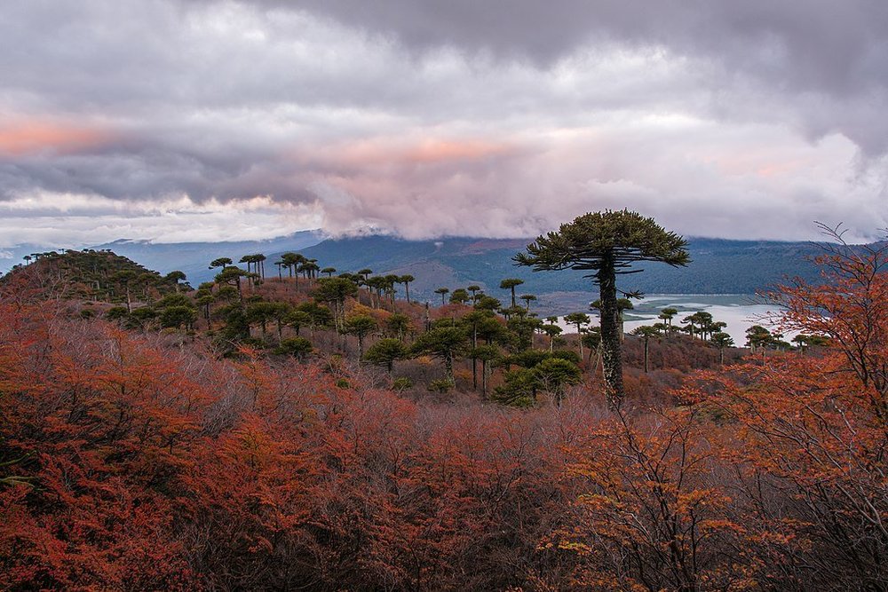 Guide to Conguillío National Park, Chile — Go Ask A Local