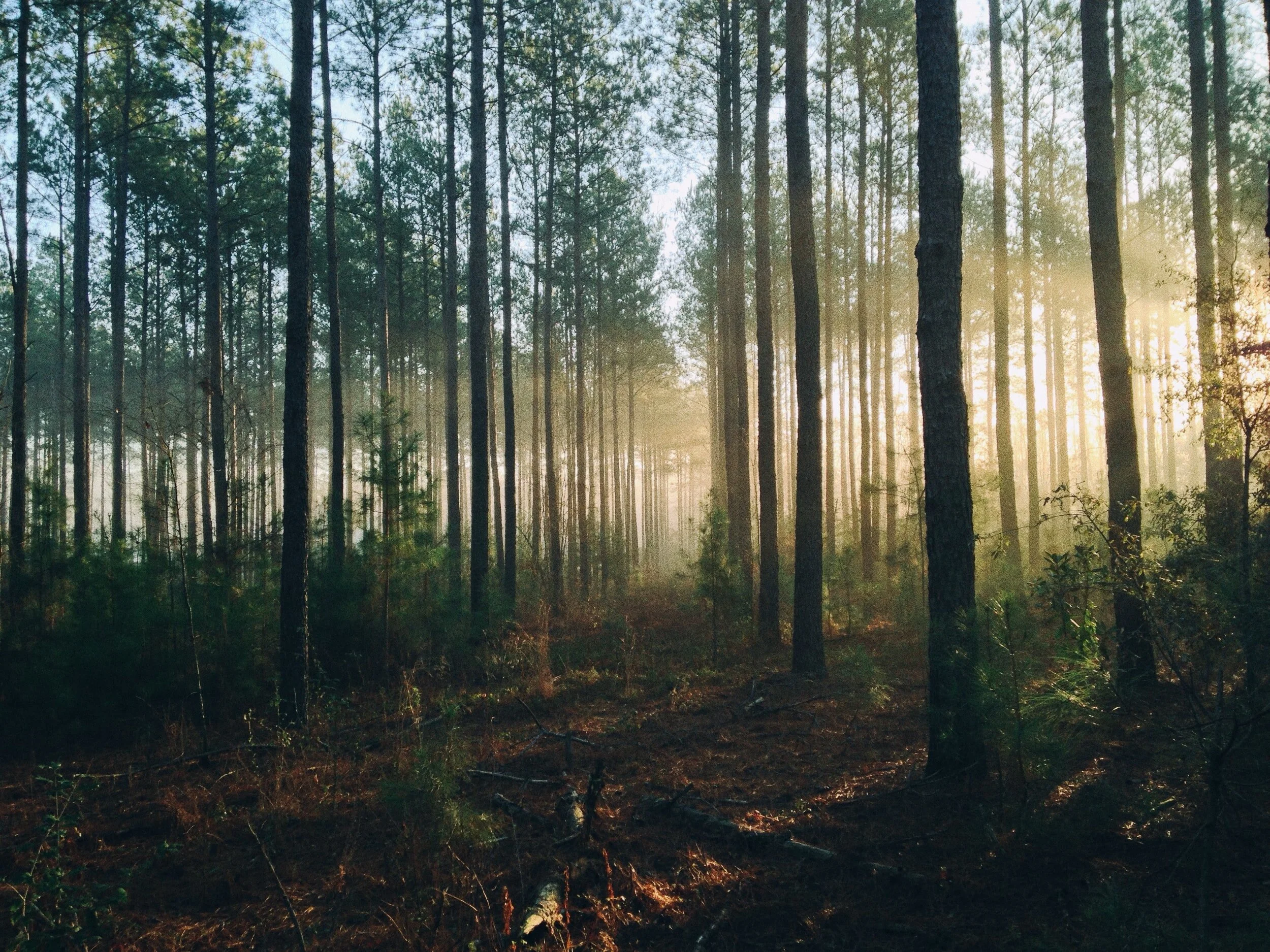 Forest Cove
