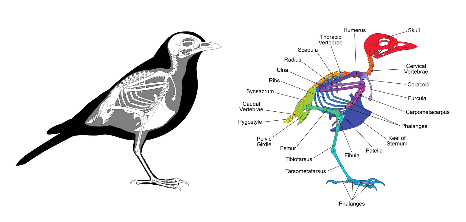 Scientific Illustrations — Natalie Dove Art