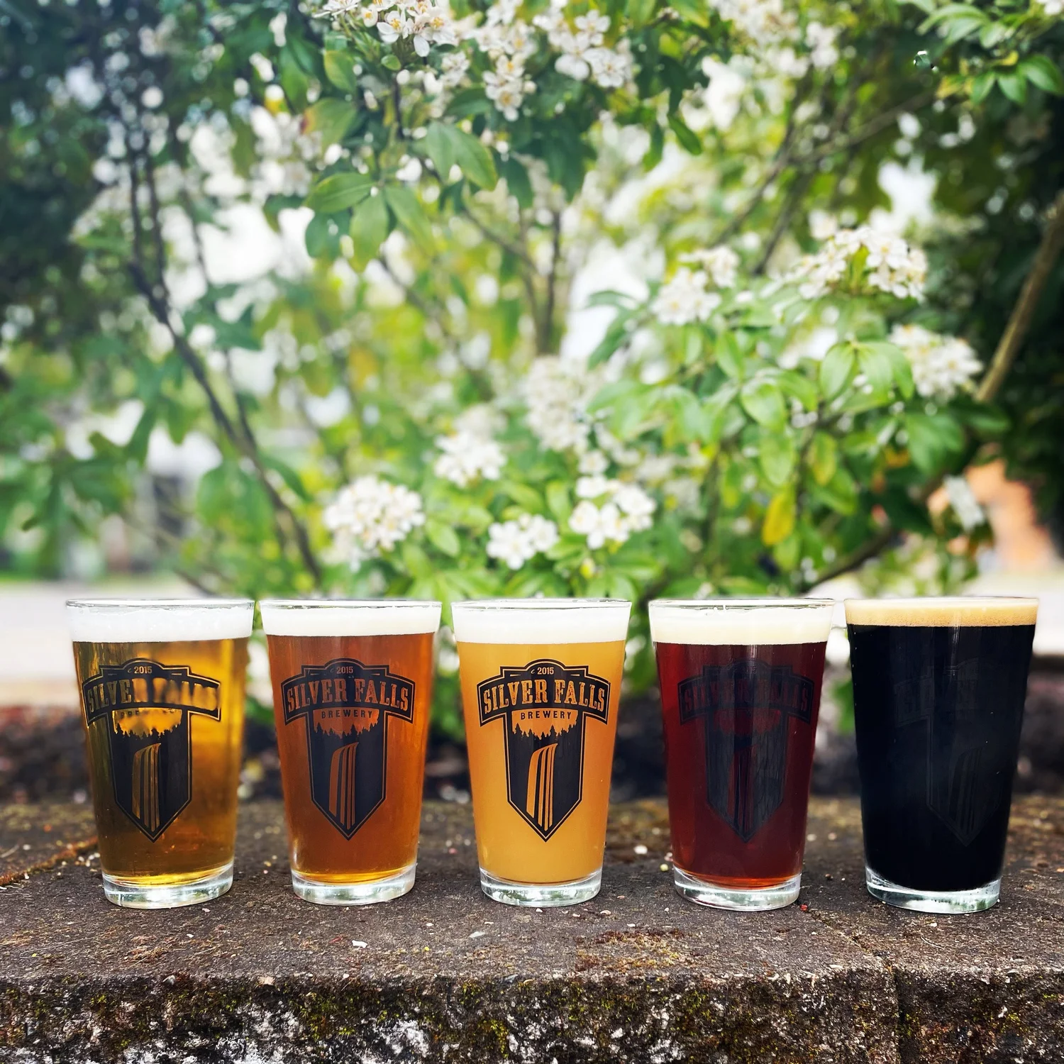 Beer — Silver Falls Brewery