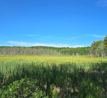 $1.35M Grant award from MNRCP to restore wetlands in Jefferson ...