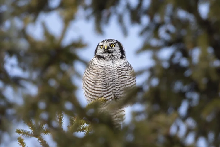 Owl photography workshop — Vancouver Birding & Photography Tours