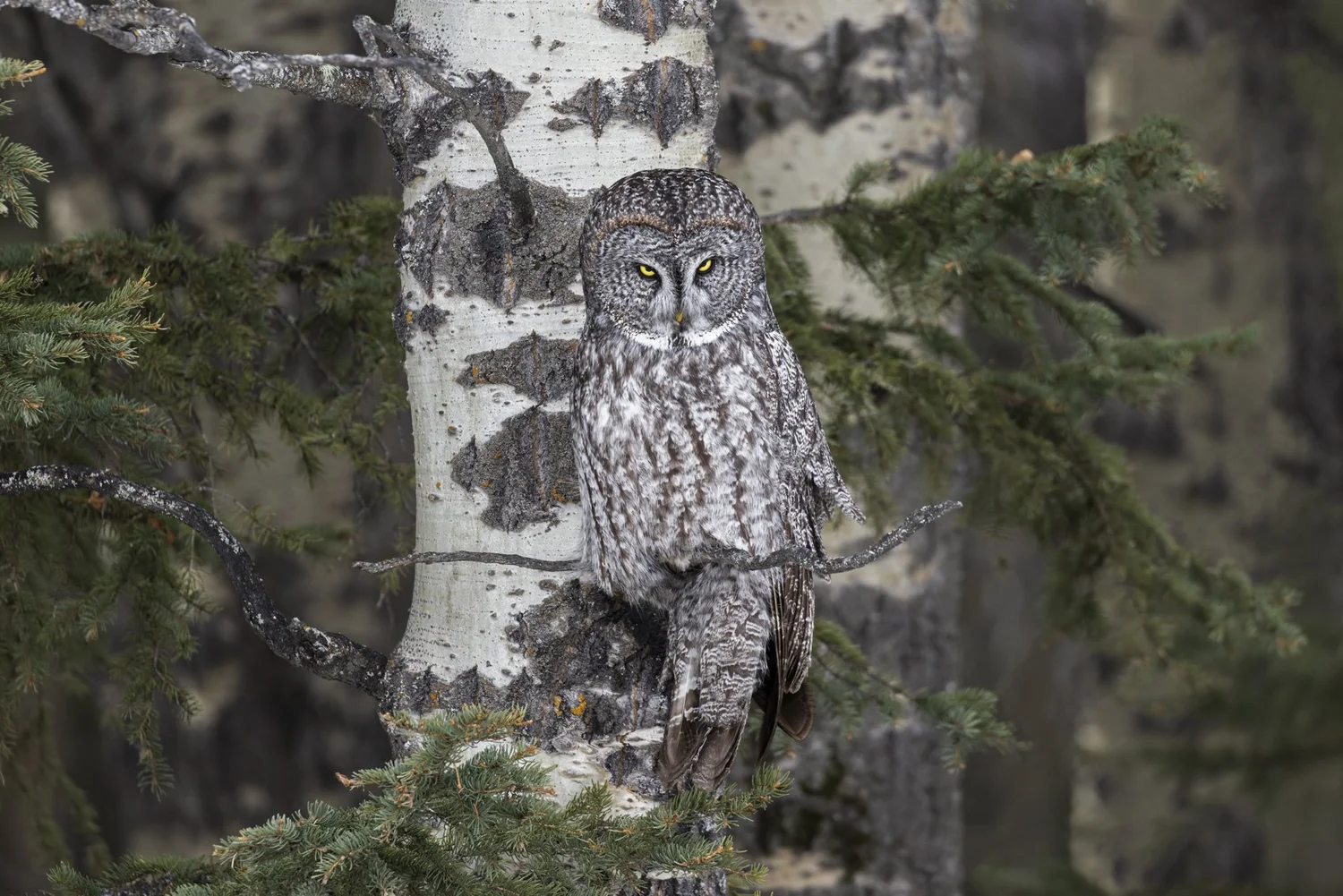 Owl photography workshop — Vancouver Birding & Photography Tours
