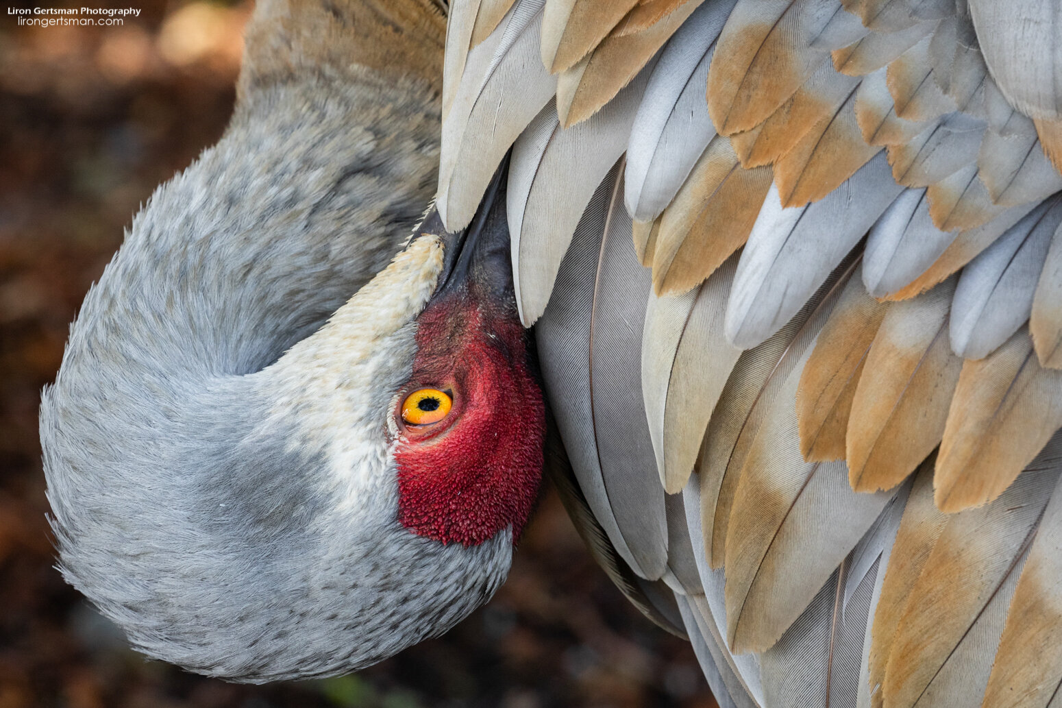 Private Photo Workshops — Vancouver Birding & Photography Tours