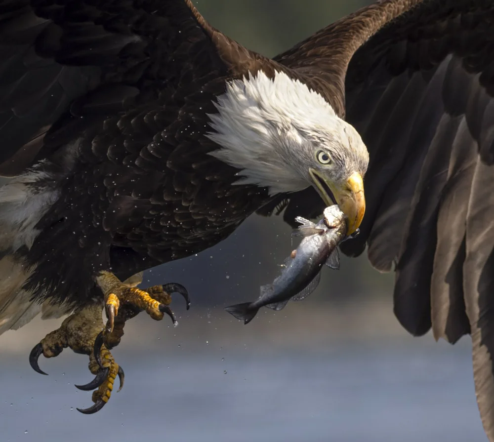 Bald Eagle Photography Workshop — Vancouver Birding & Photography Tours