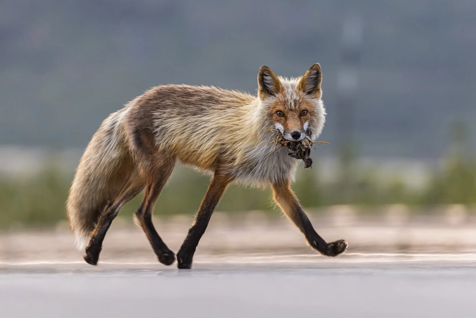 Yukon and Northern BC birding tour — Vancouver Birding & Photography Tours