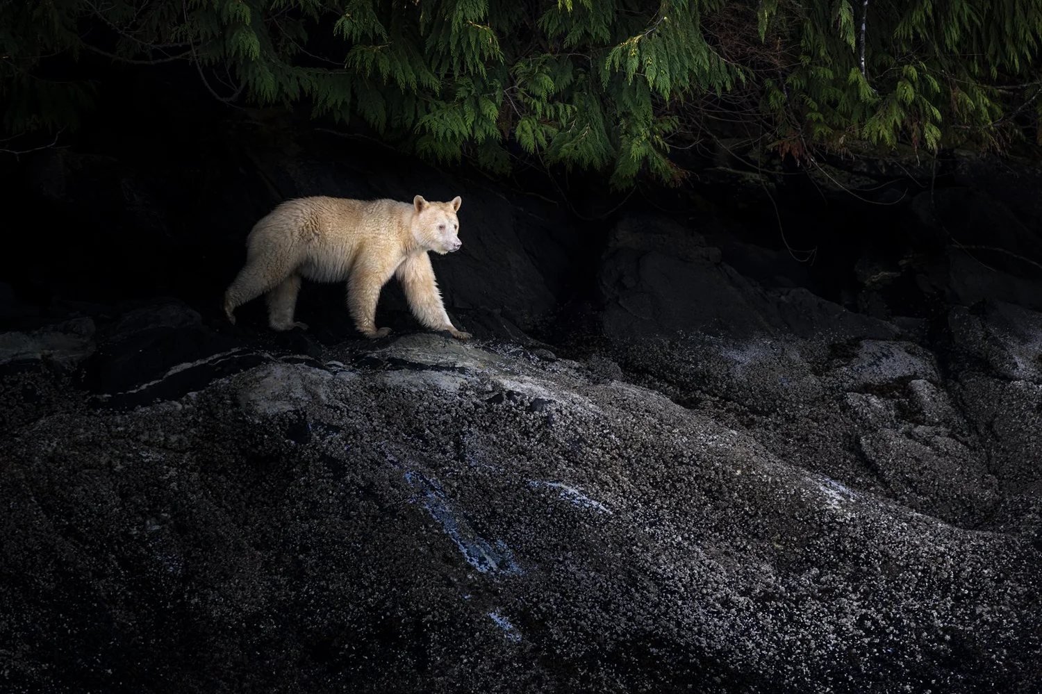 Great Bear Rainforest expedition — Vancouver Birding & Photography Tours