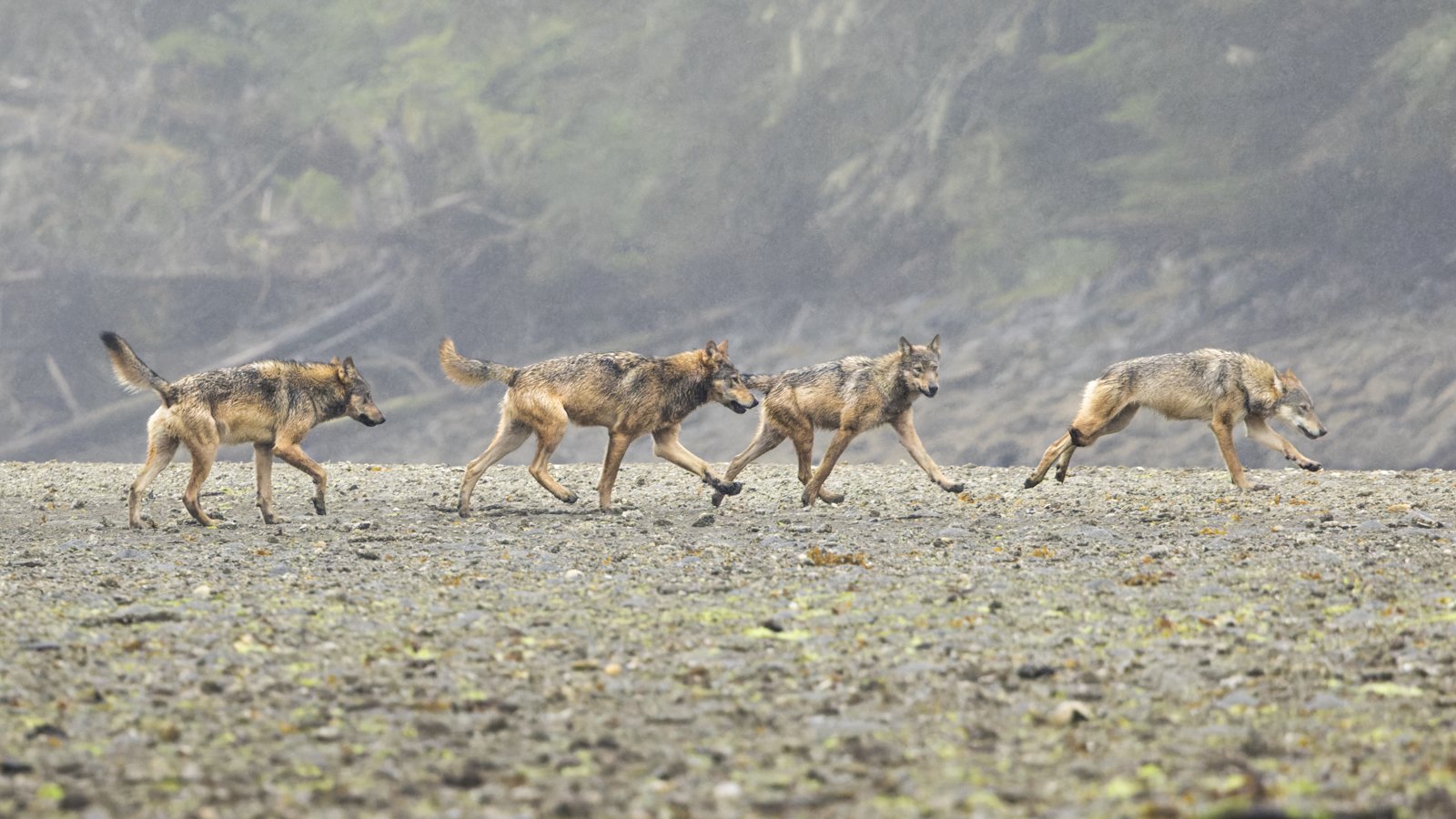 Great Bear Rainforest expedition — Vancouver Birding & Photography Tours
