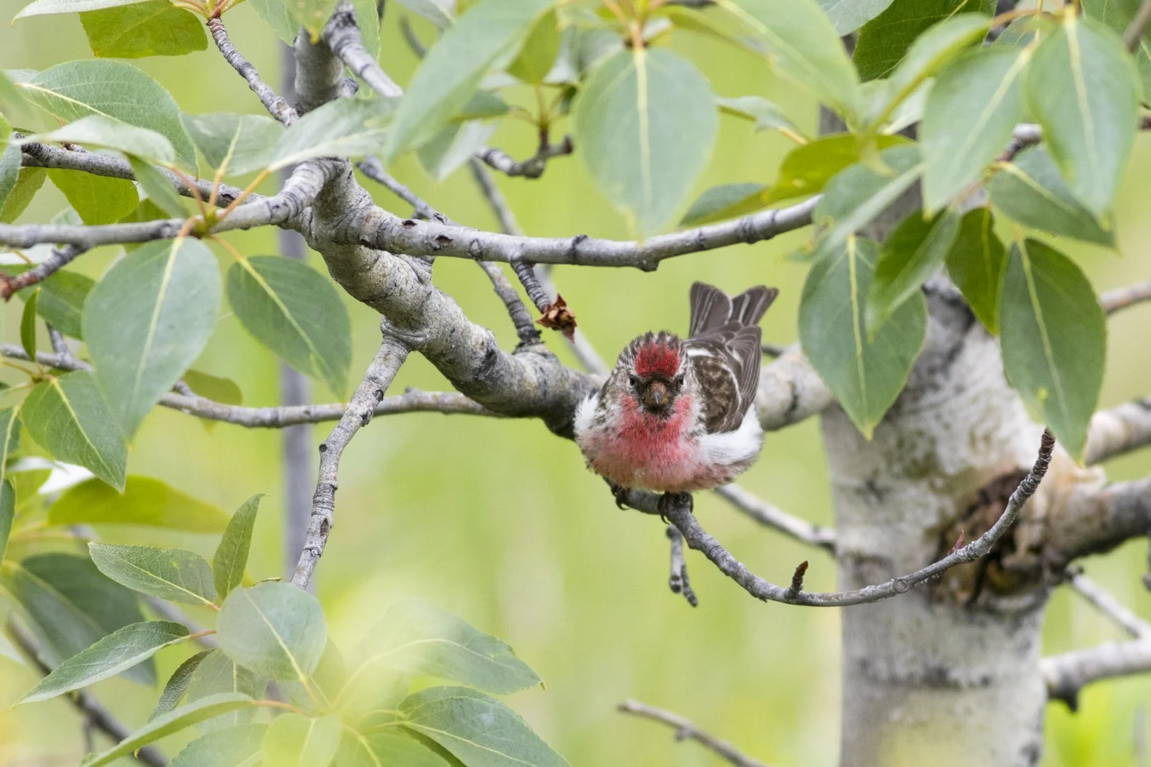 Yukon and Northern BC birding tour — Vancouver Birding & Photography Tours