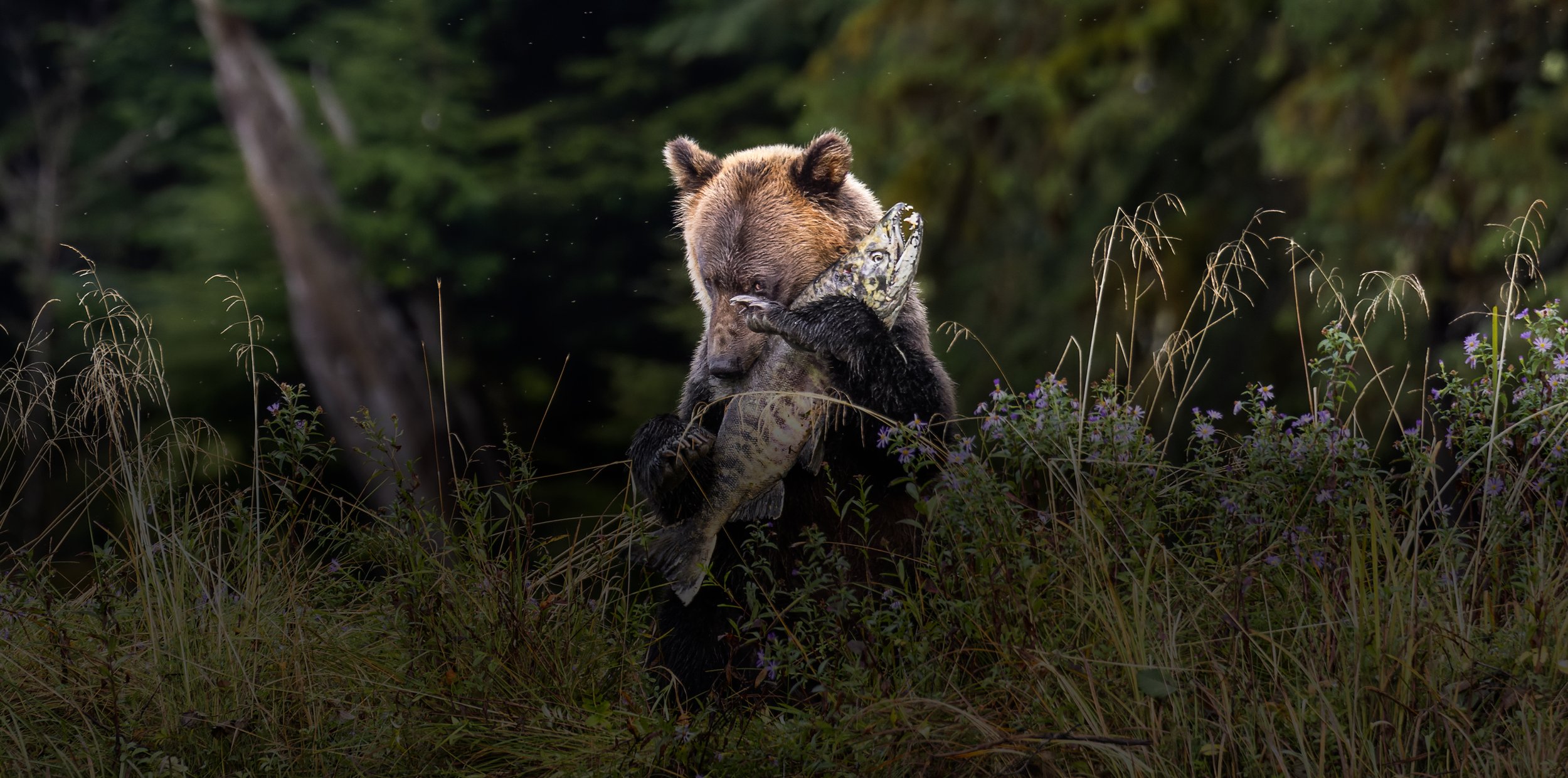 Great Bear Rainforest expedition — Vancouver Birding & Photography Tours