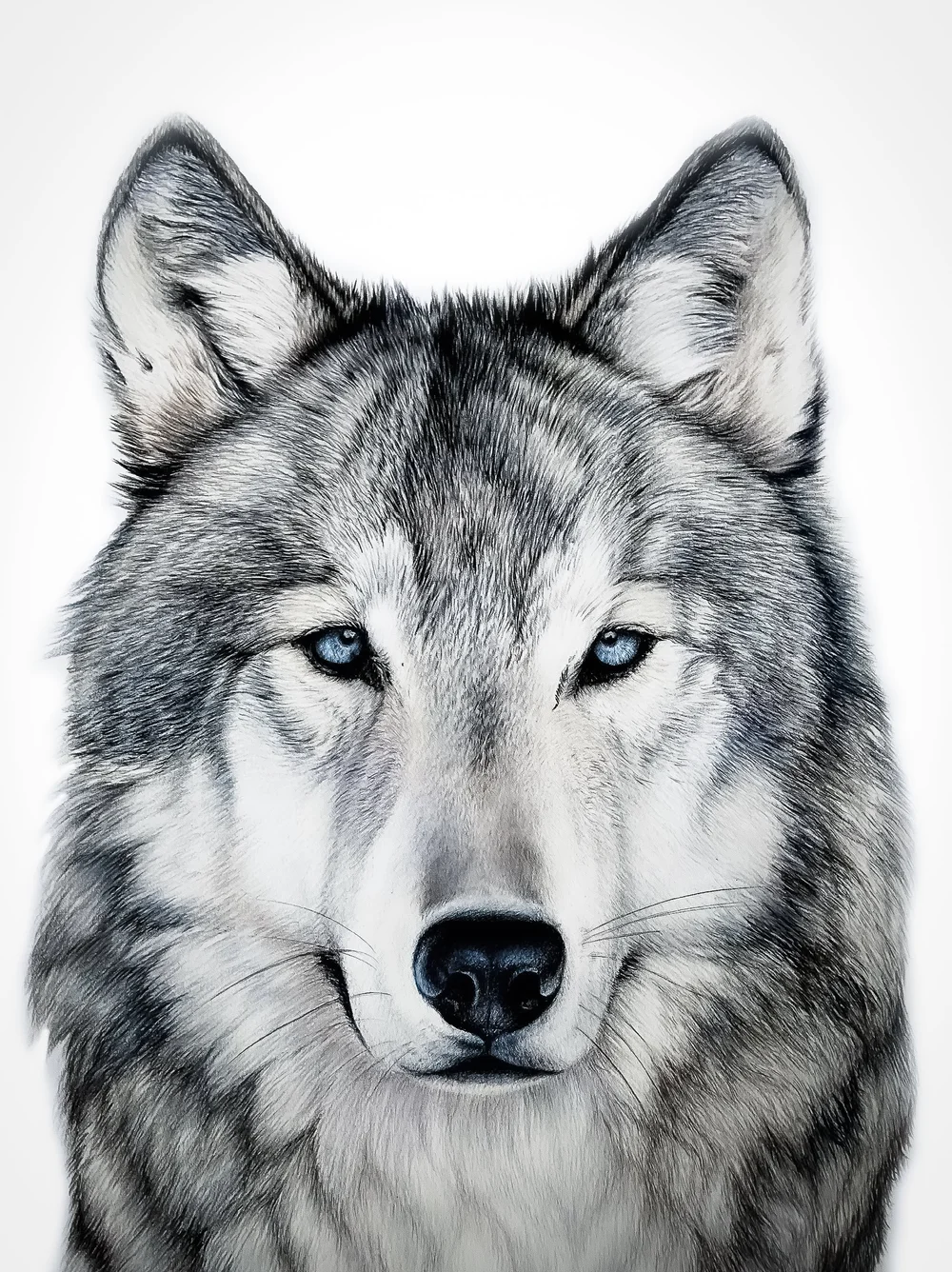Grey Wolf Face