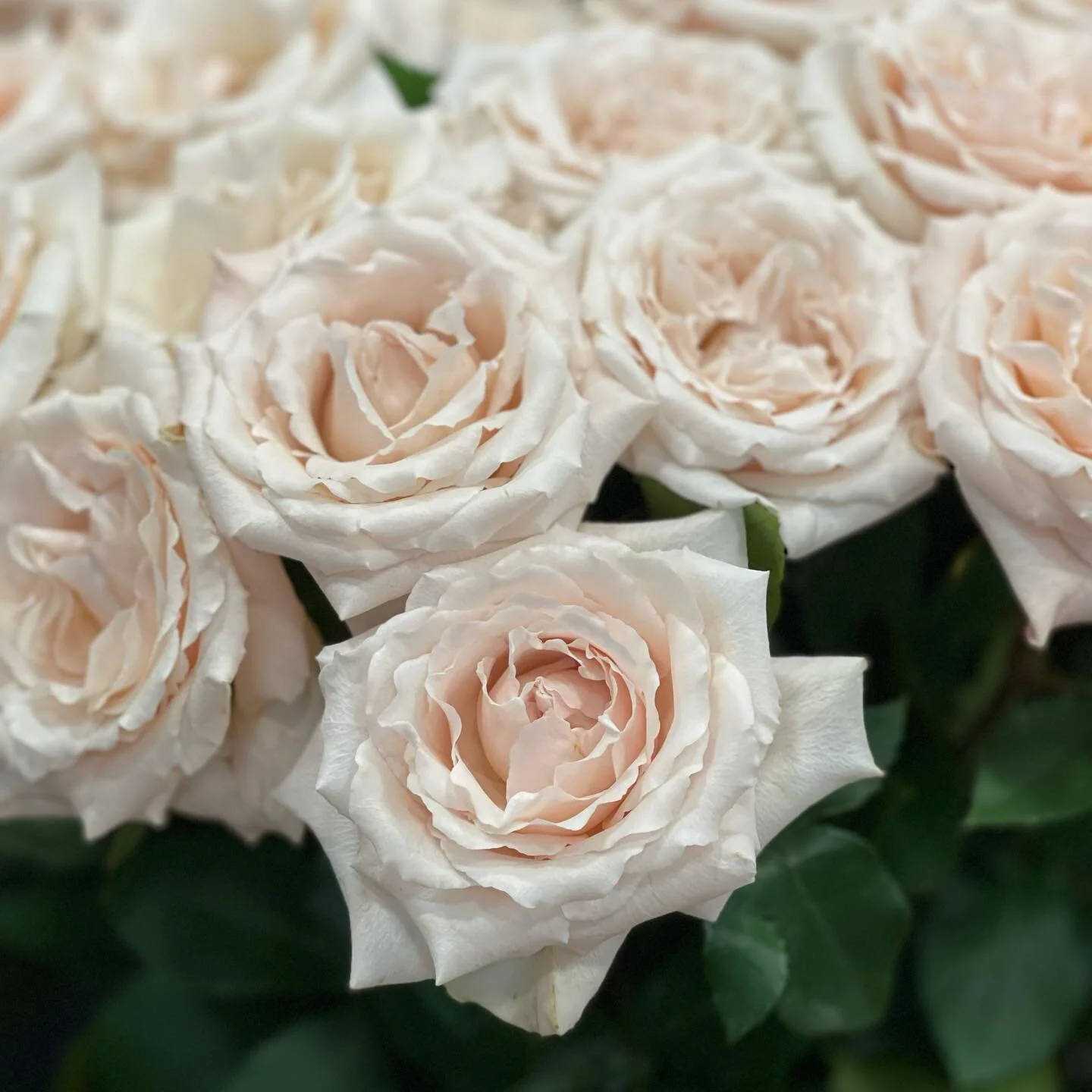 News — KC Bloom Hub