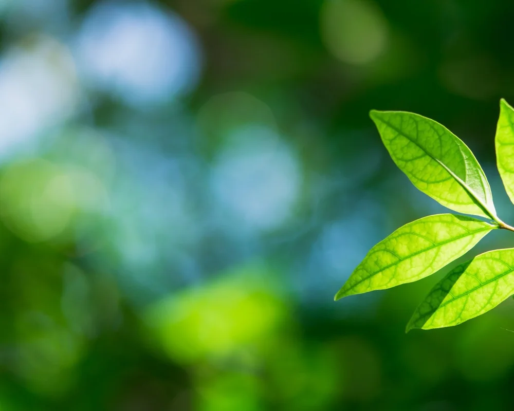 candi | solar, made simple