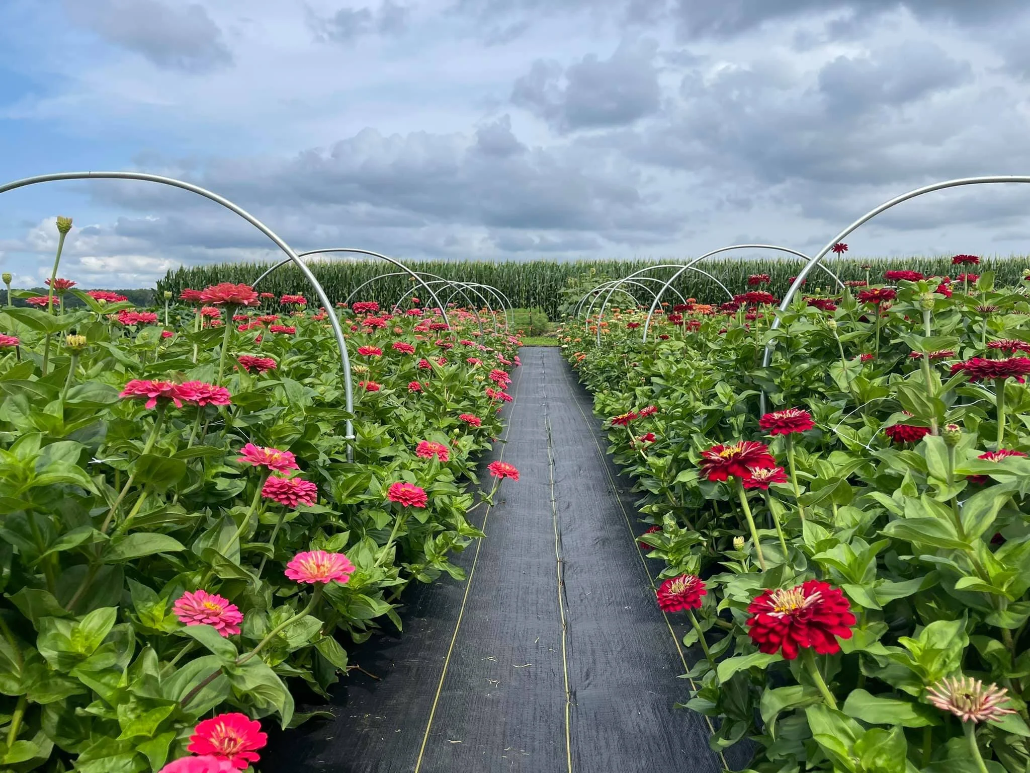 Fleurish Flower Farm + Designs