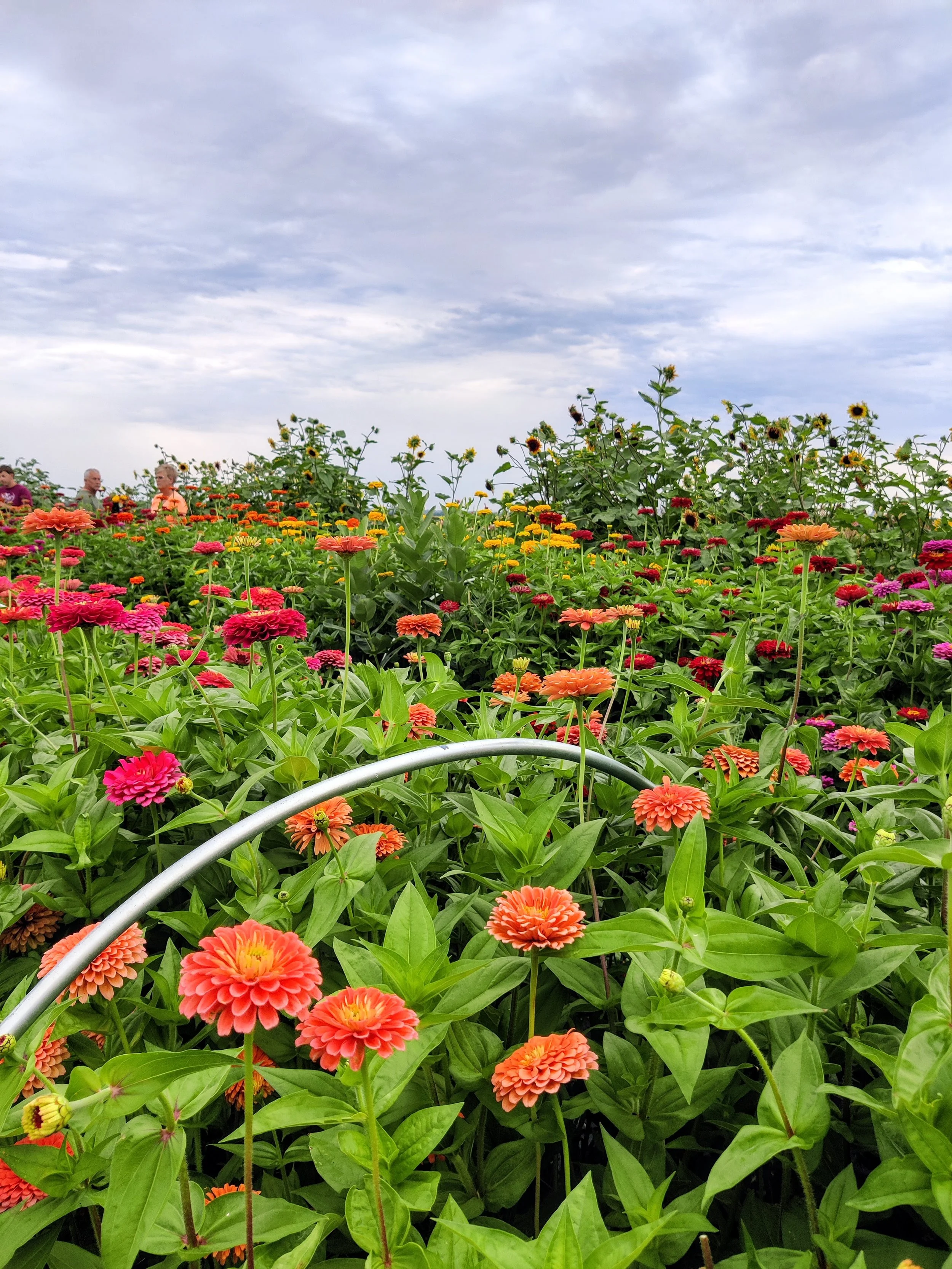 Fleurish Flower Farm Designs