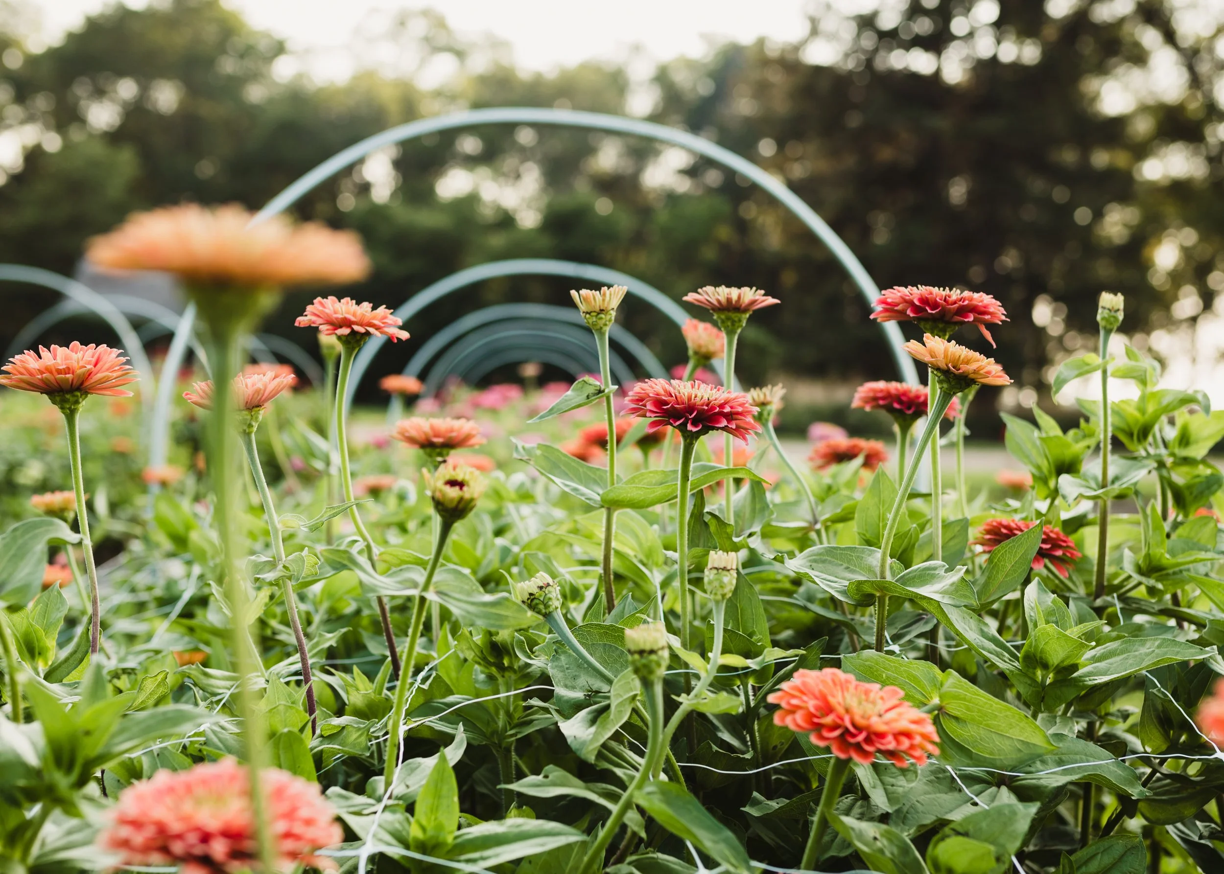 Fleurish Flower Farm + Designs