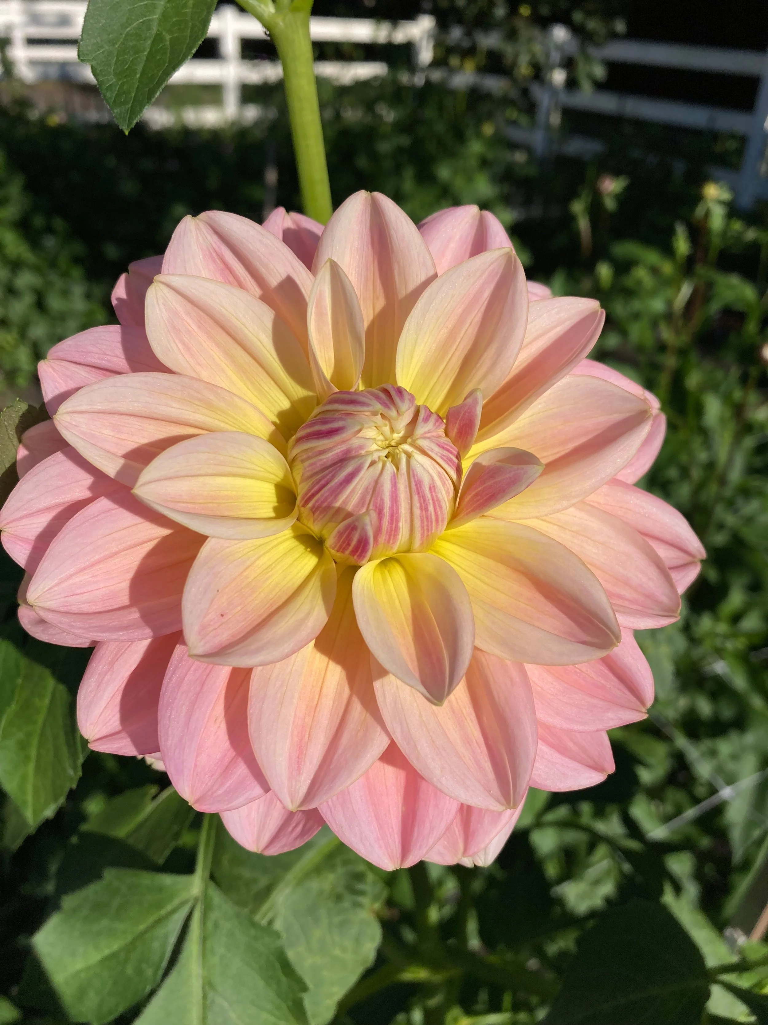 Hoofprint Farm Local Rhode Island Flower Farm
