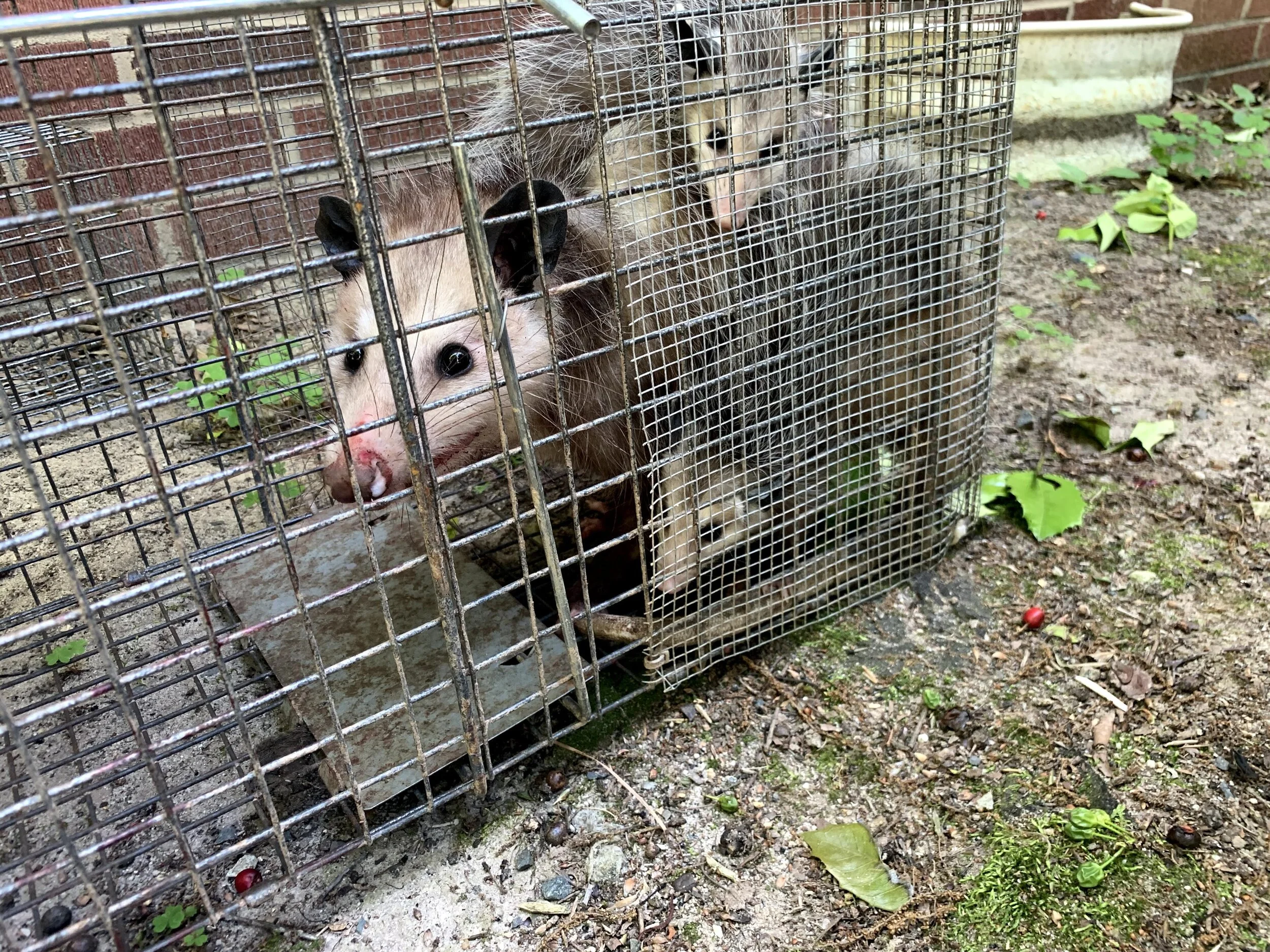 Wando Wildlife Removal, LLC
