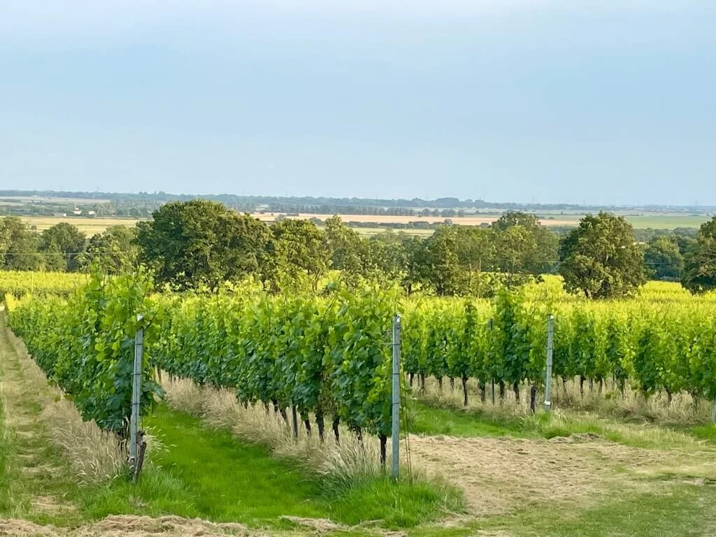 UK Kent vineyard tour & wine tasting-Gusbourne — Winekeller -Tailored ...