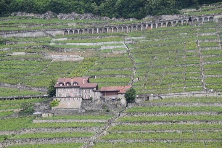 Discover the famous Lavaux vineyards on Lake Geneva Switzerland ...