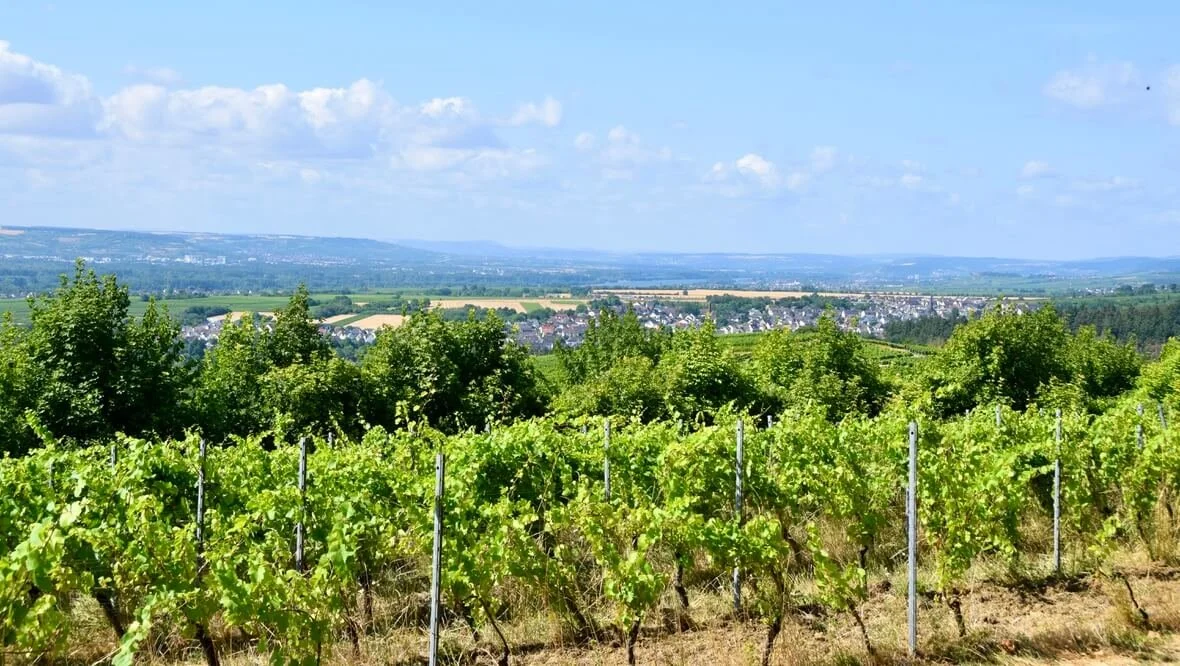 An e-bike wine tour in the beautiful Rheingau wine region — Winekeller ...