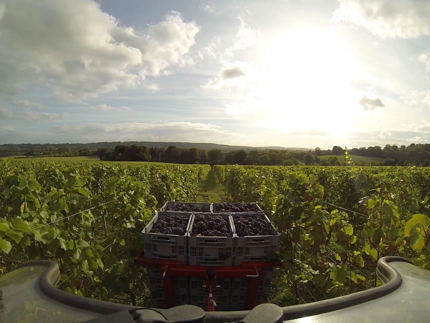 UK winery - visit to Harrow & Hope winery, Marlow, Bucks — Winekeller ...