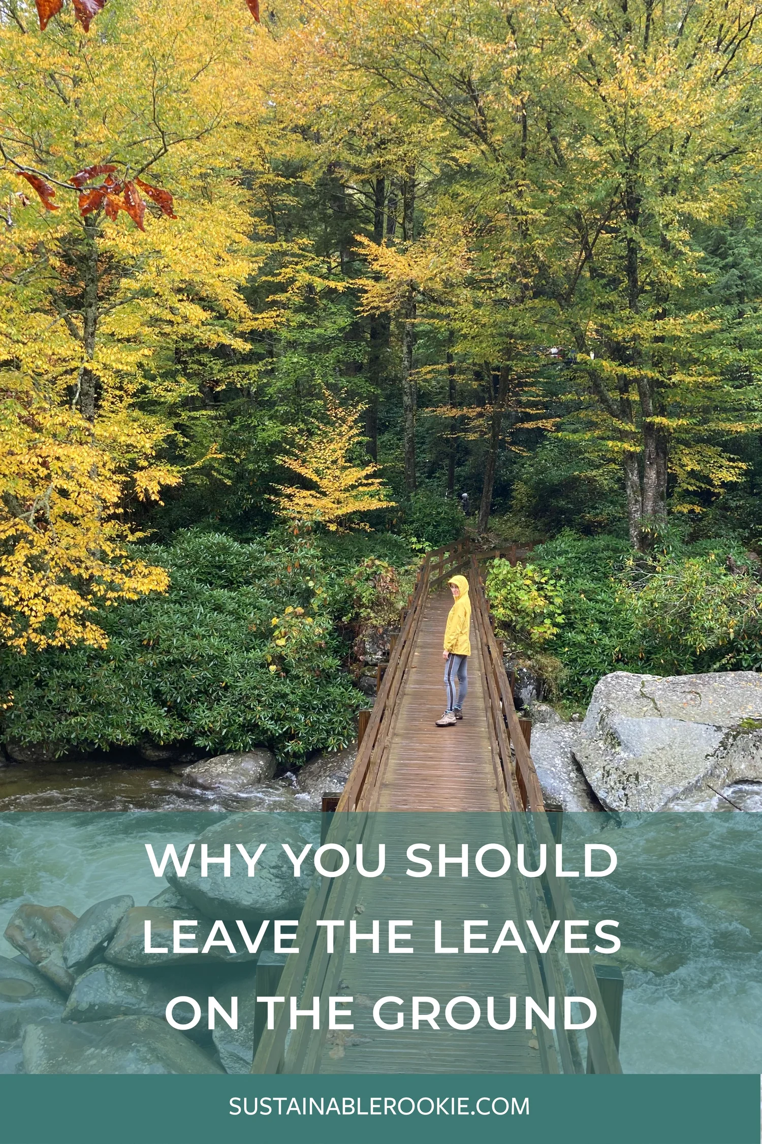 Why You Should Leave the Leaves On the Ground — Sustainable Rookie