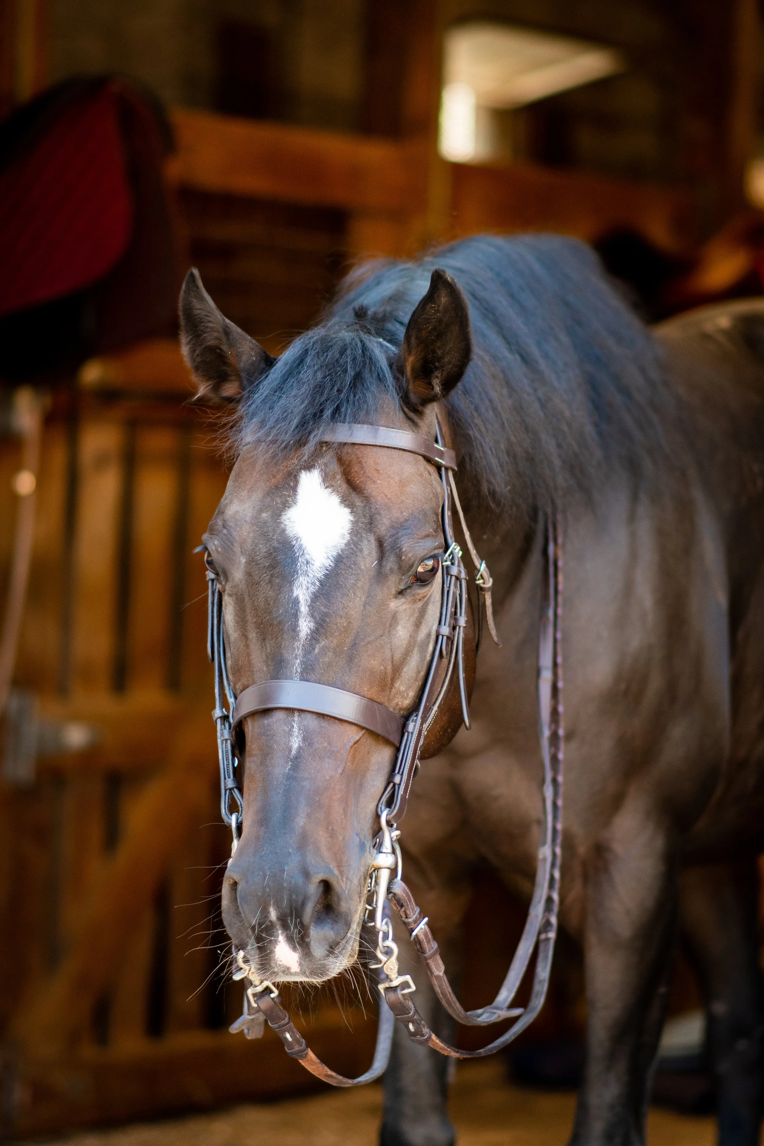 Our Horses — GallopNYC