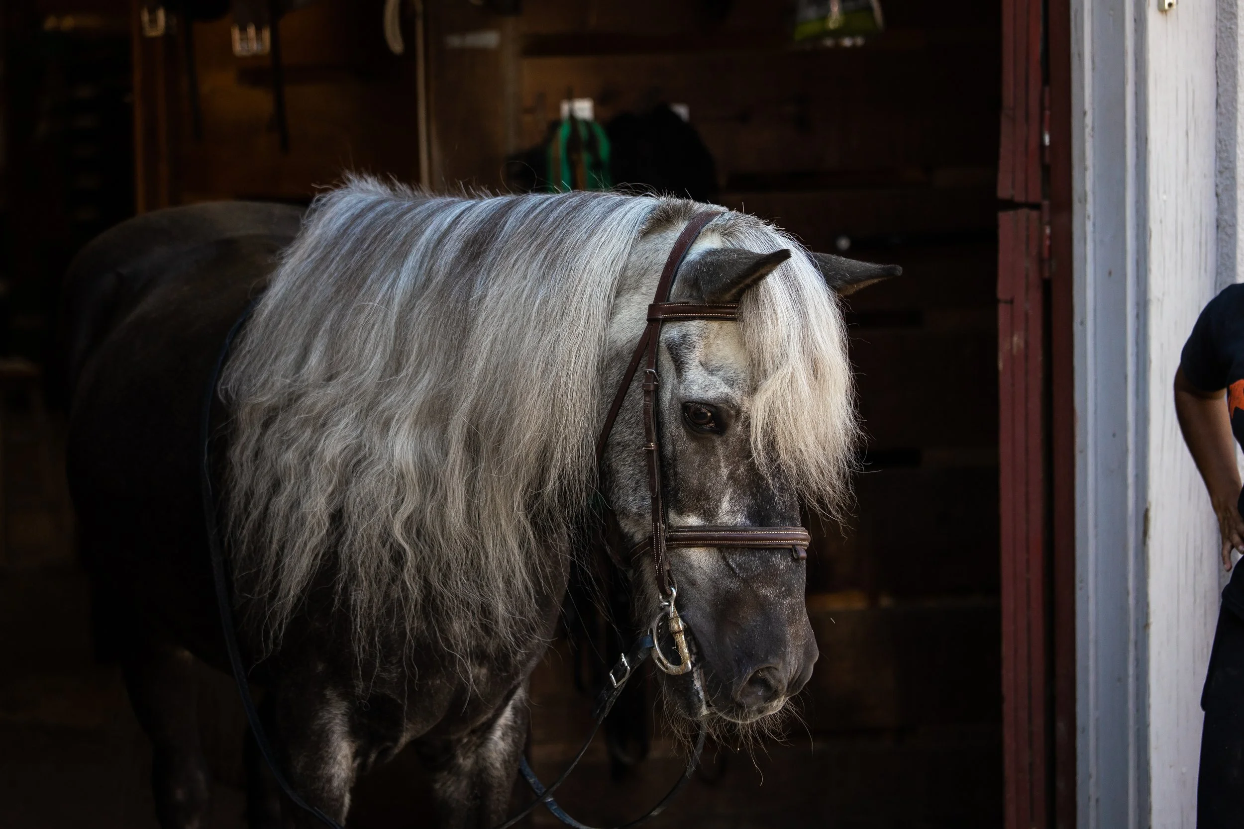 Our Horses — GallopNYC