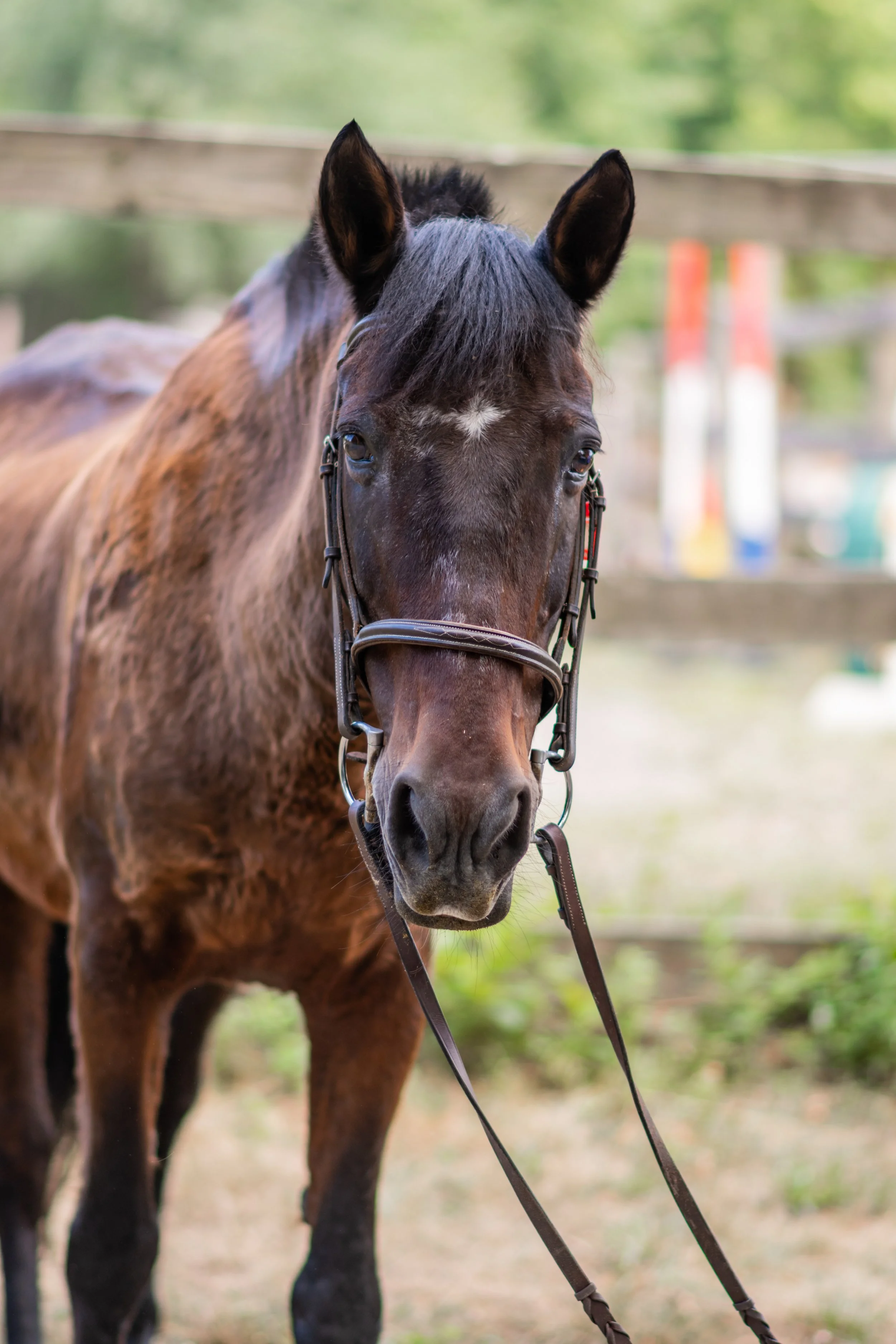Our Horses | Experience Therapeutic Riding Today — GallopNYC