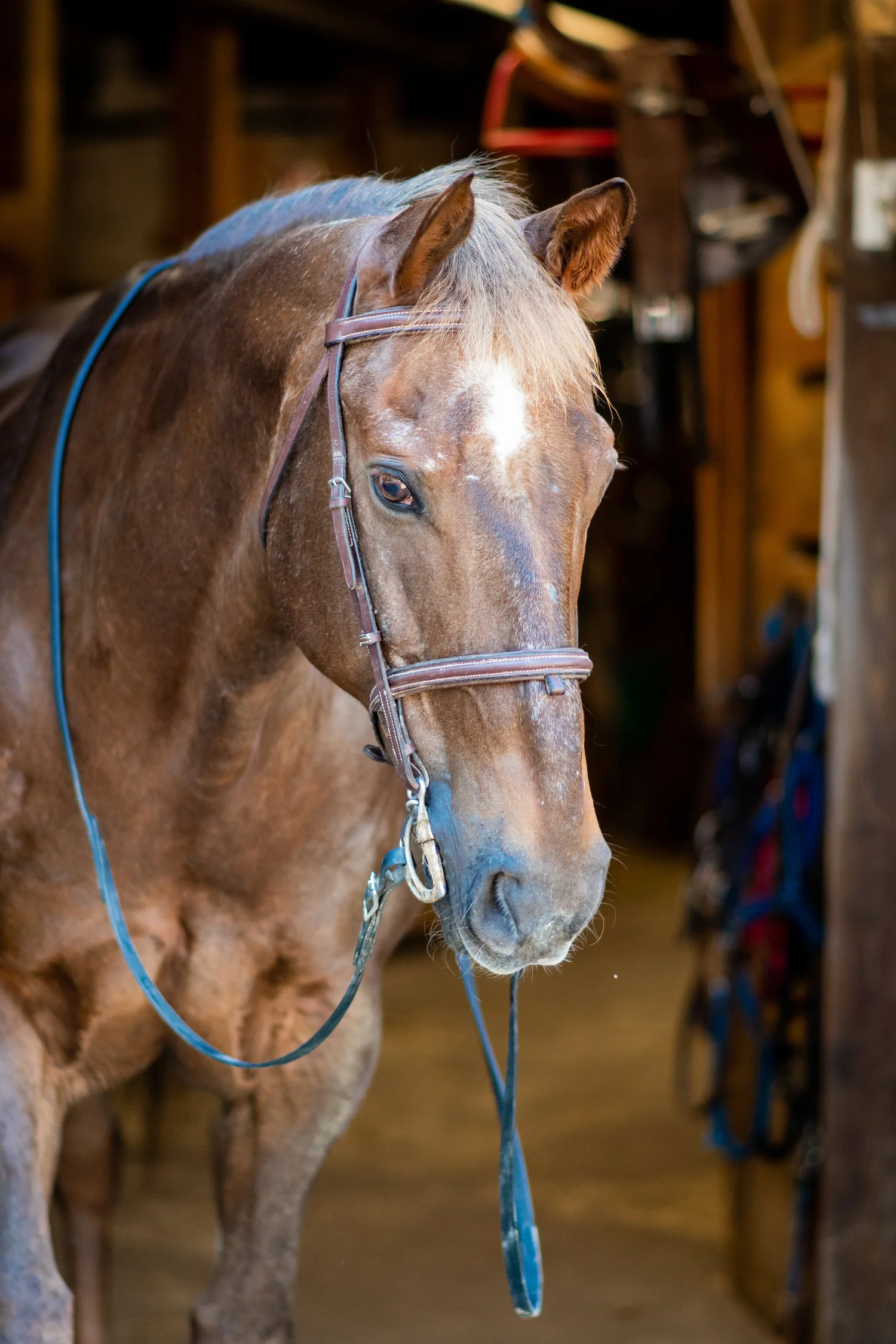 Our Horses — GallopNYC