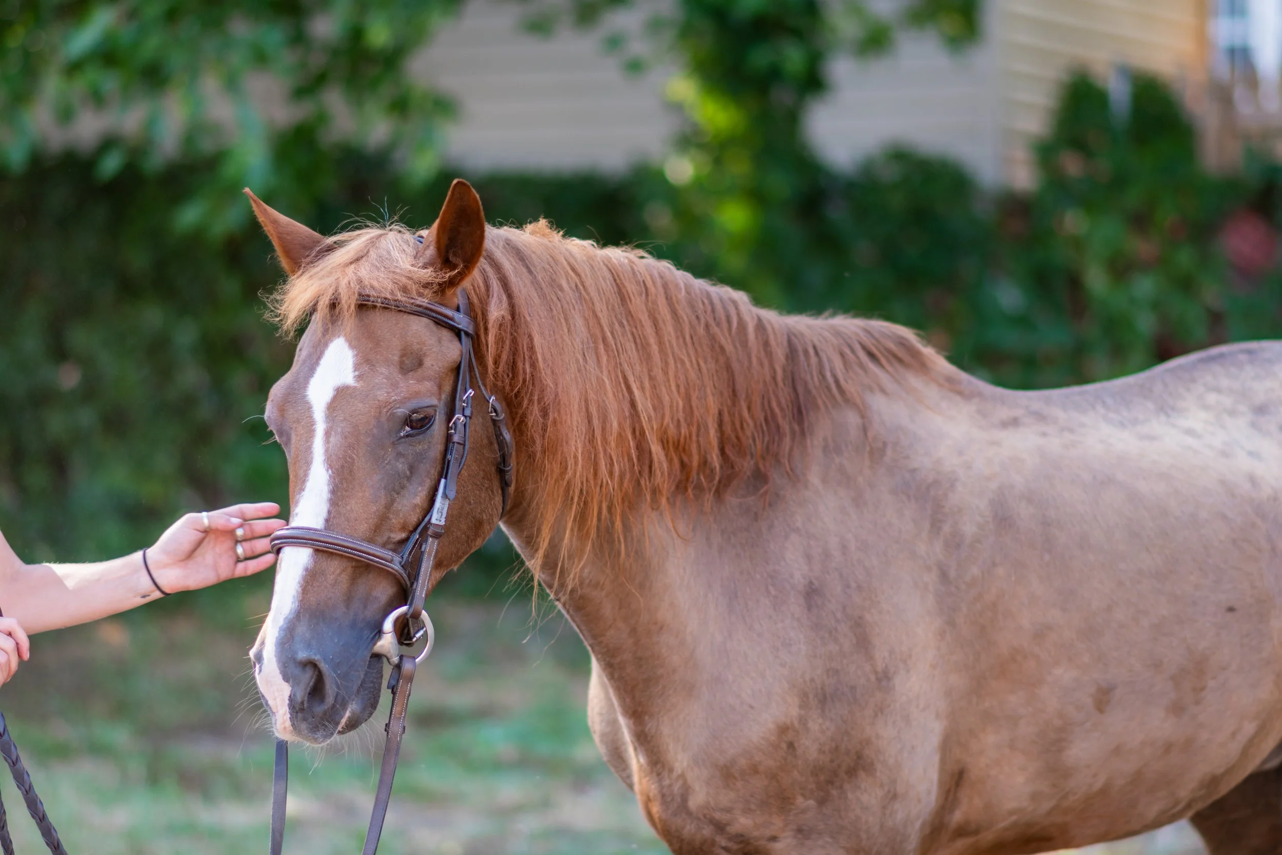 Our Horses — GallopNYC