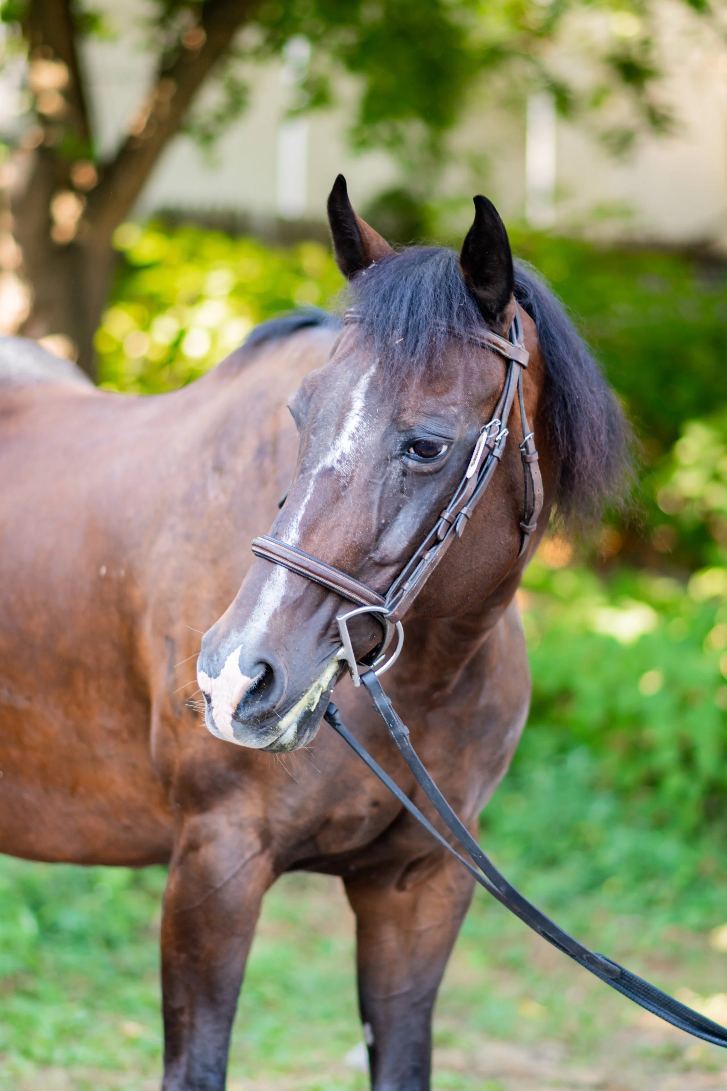 Our Horses | Experience Therapeutic Riding Today — GallopNYC