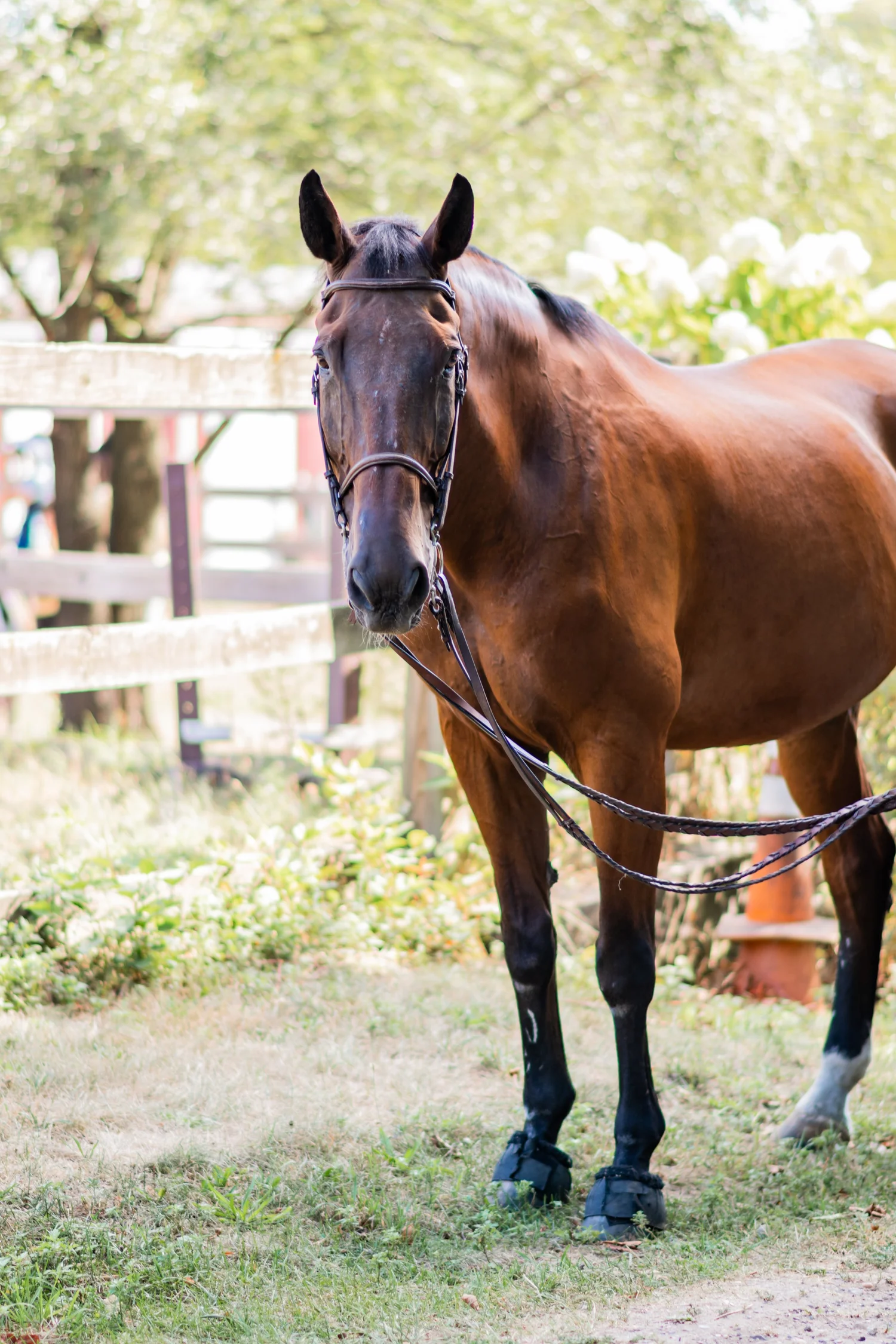 Our Horses | Experience Therapeutic Riding Today — GallopNYC